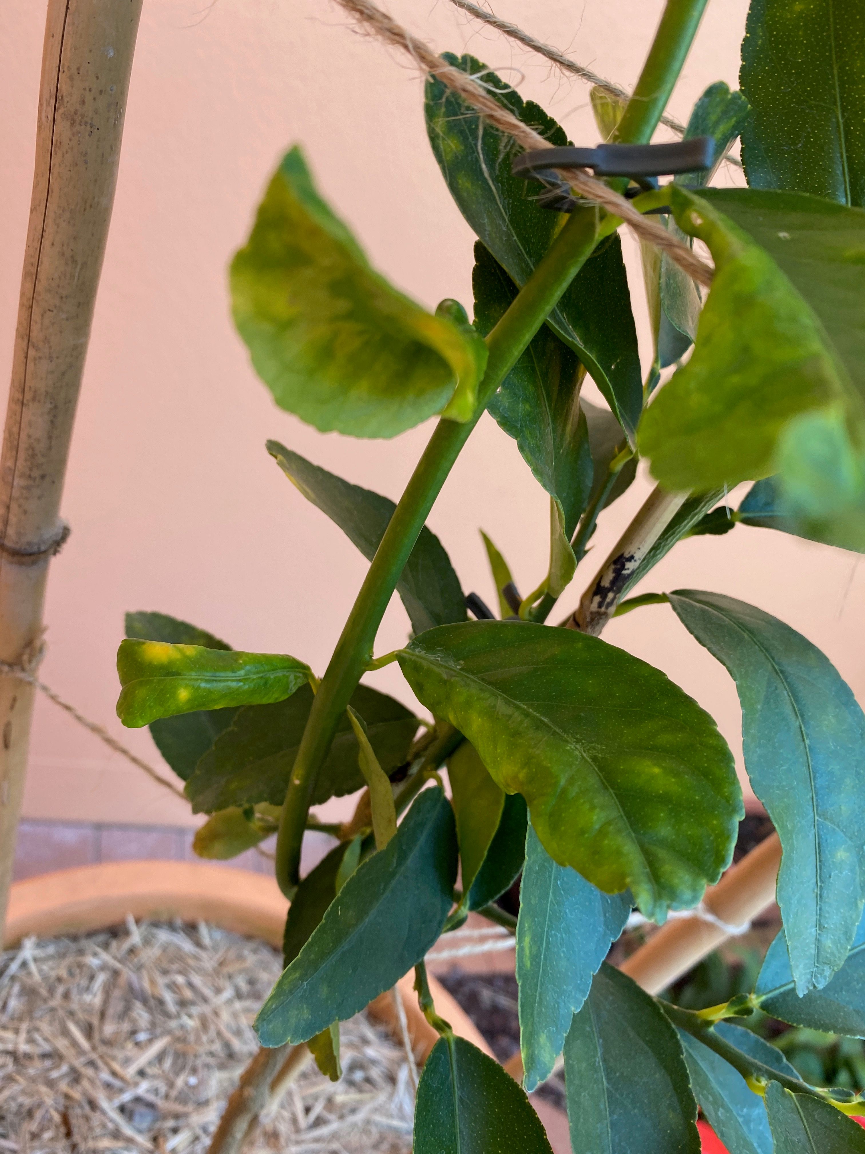 Lime Tree - Leaf curl | Bunnings Workshop community