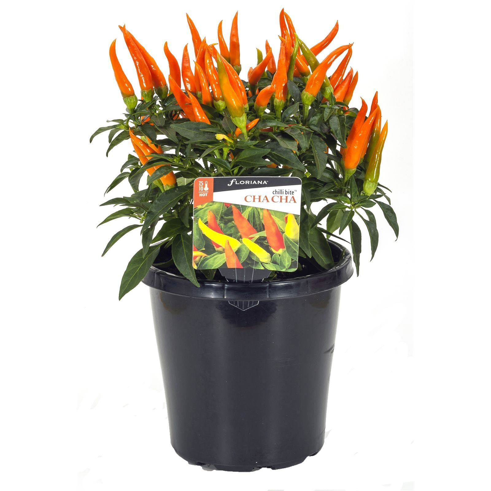 How do you grow chilli plants? | Bunnings Workshop community