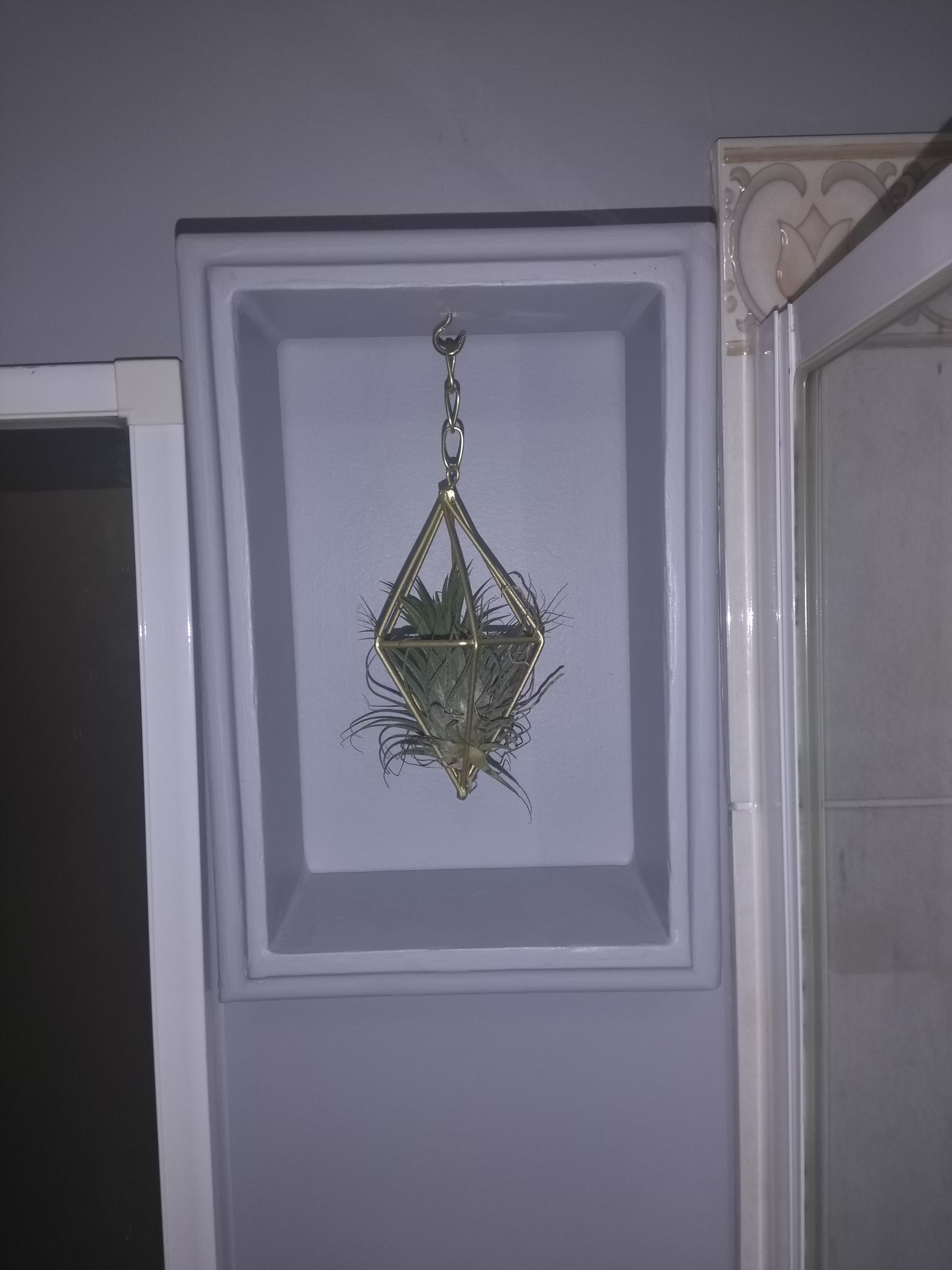 Air plant shadow box - Page 2 | Bunnings Workshop community
