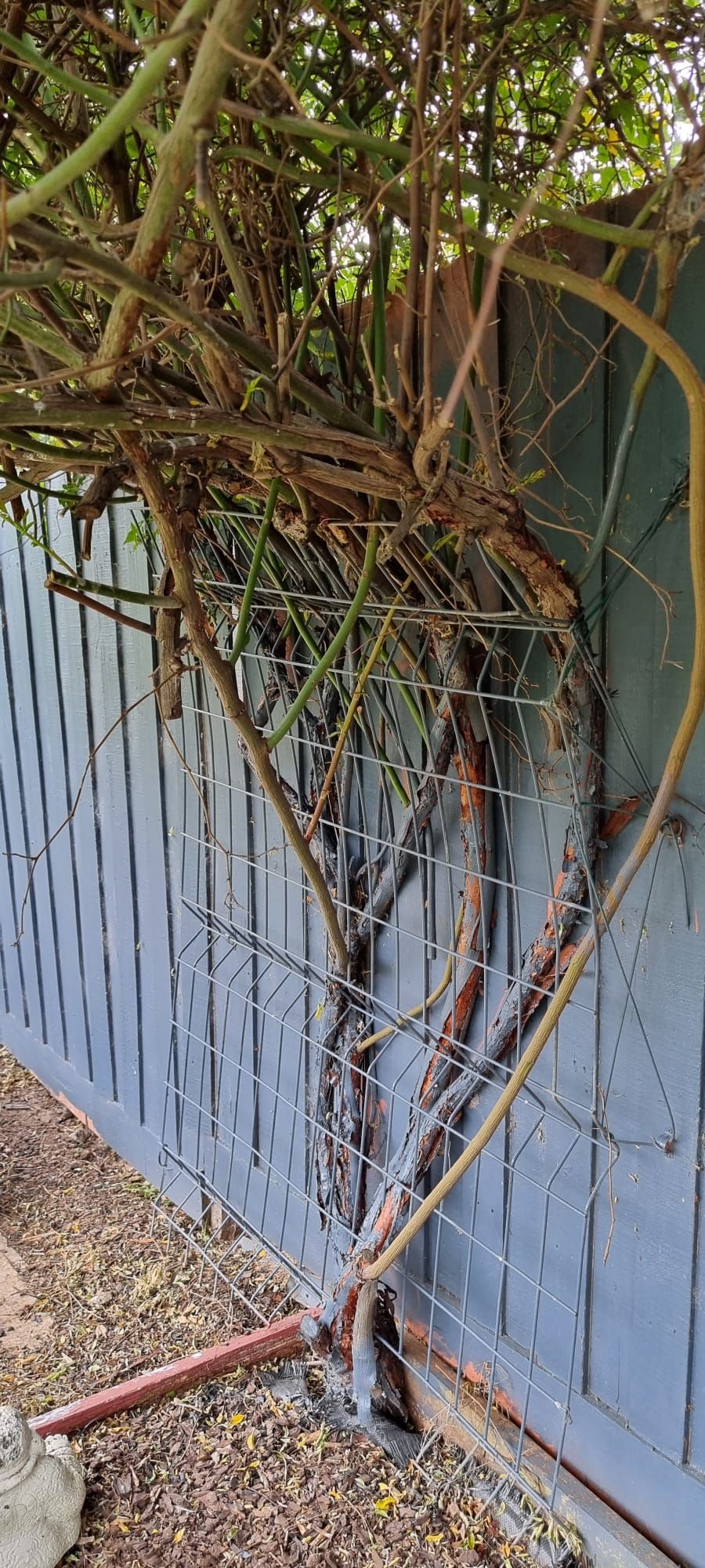 How to support a small tree that is tied... | Bunnings Workshop community