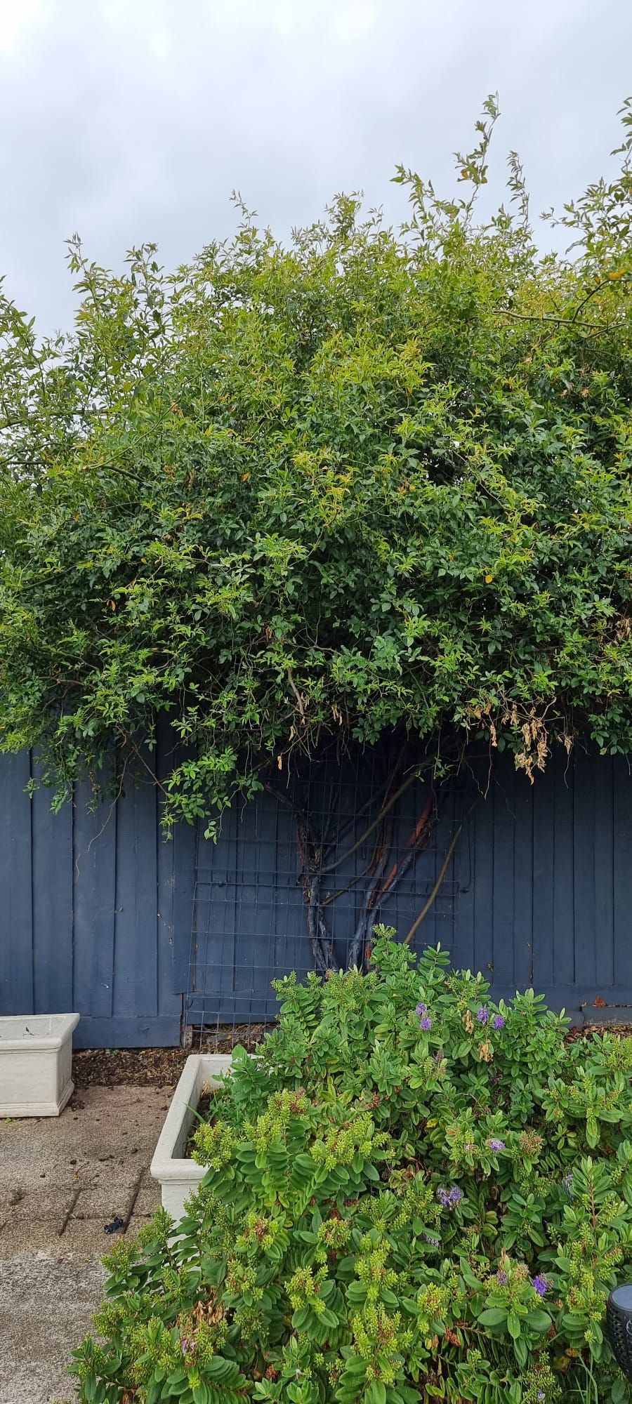 How to support a small tree that is tied... | Bunnings Workshop community