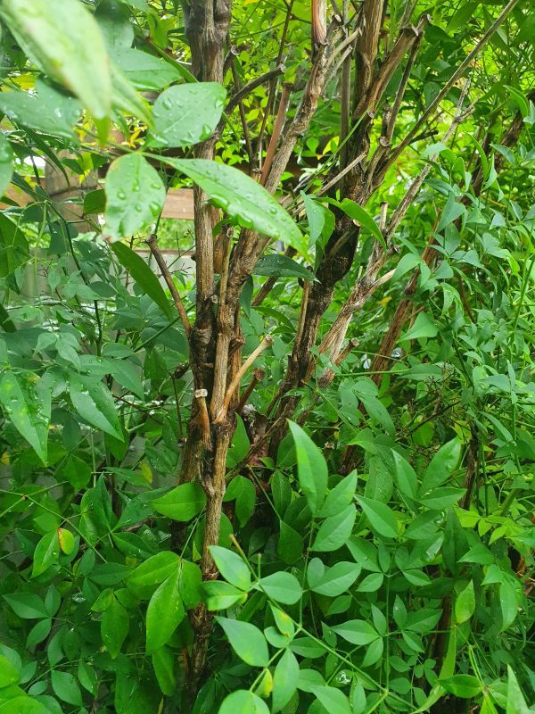 How to support a small tree that is tied... | Bunnings Workshop community