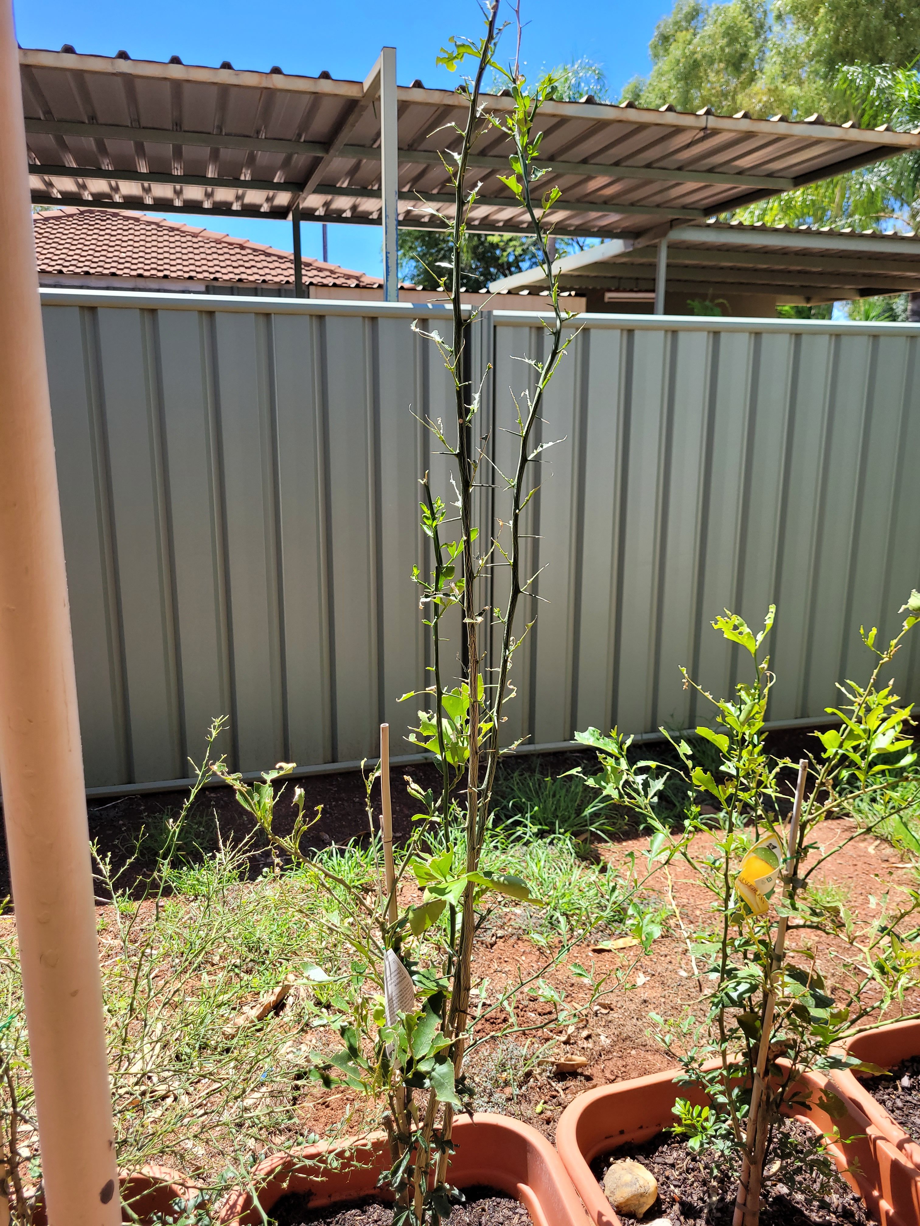 Should we prune our citrus plants? | Bunnings Workshop community