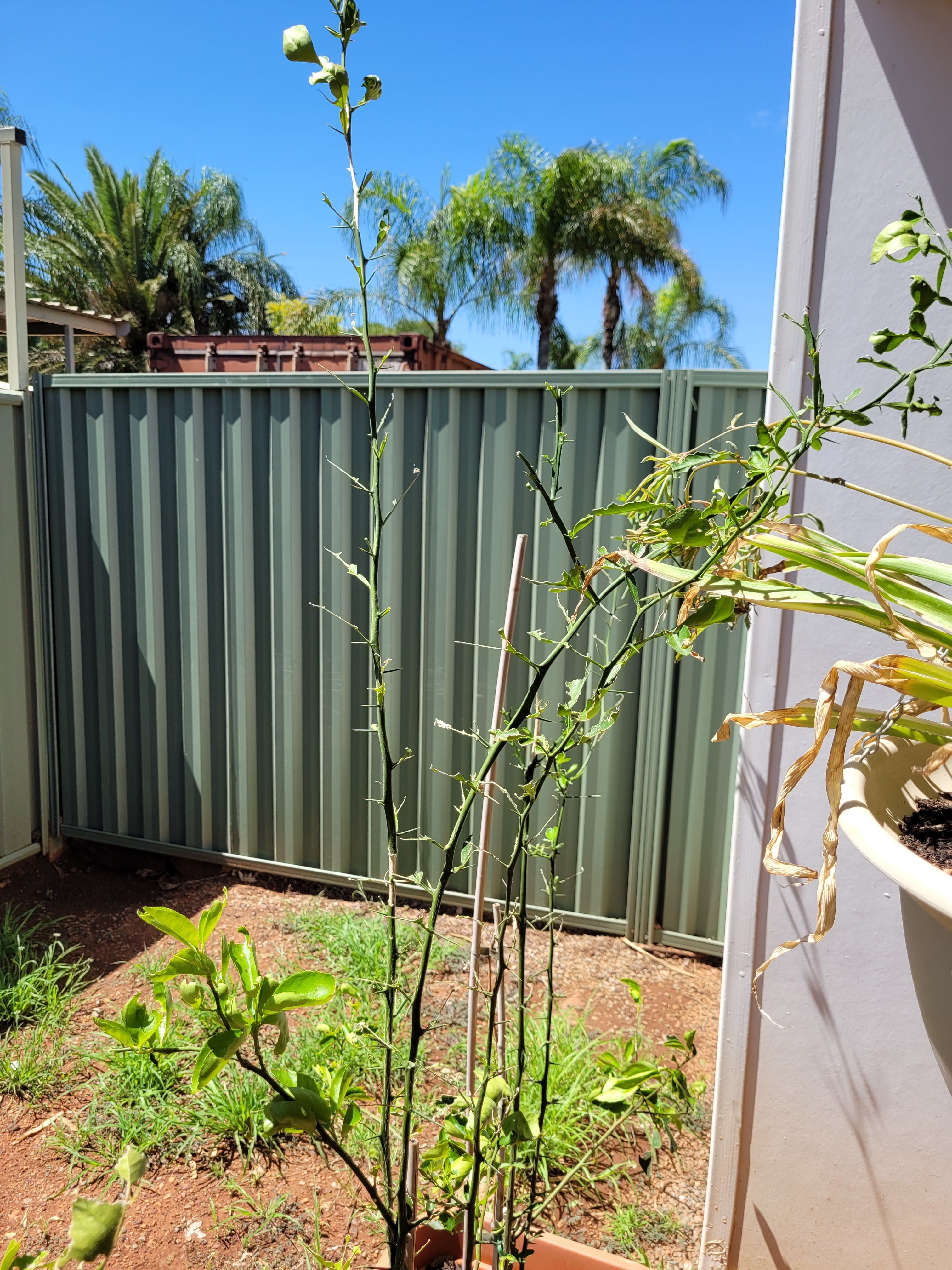 Should we prune our citrus plants? | Bunnings Workshop community