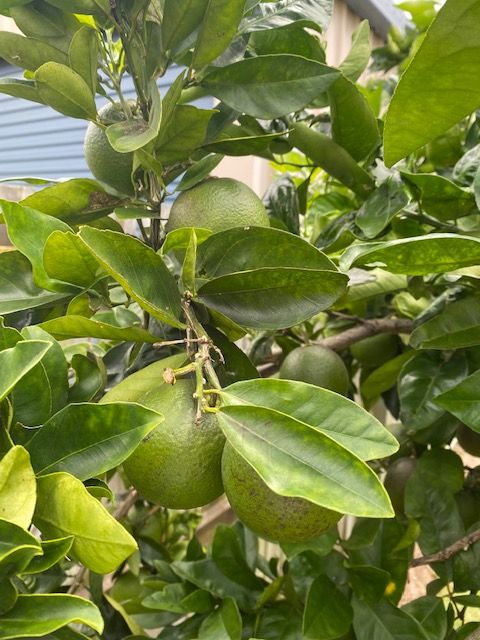 What citrus tree is this? | Bunnings Workshop community