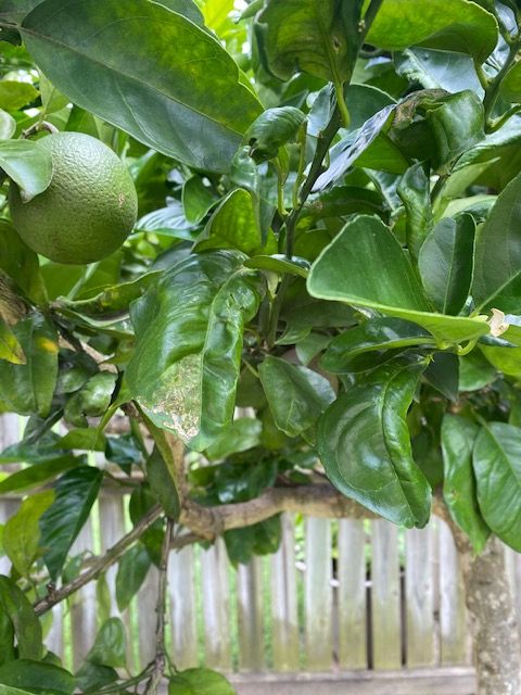 What citrus tree is this? | Bunnings Workshop community