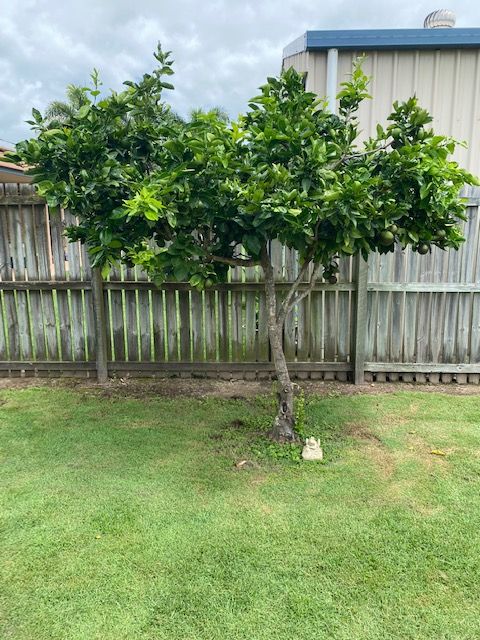 What citrus tree is this? | Bunnings Workshop community