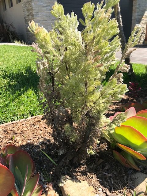 Why do my 200mm Woolly Bush - Adenanthos... | Bunnings Workshop community