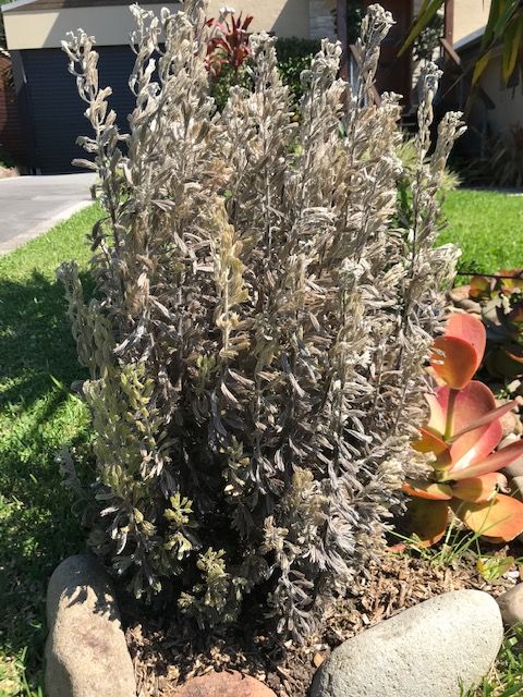Why do my 200mm Woolly Bush - Adenanthos... | Bunnings Workshop community