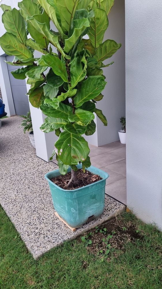 My Images for Erwin | Bunnings Workshop community