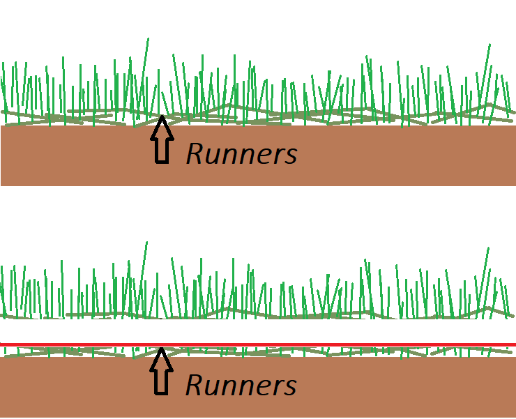 How to fix runners growing on lawn after... | Bunnings Workshop community