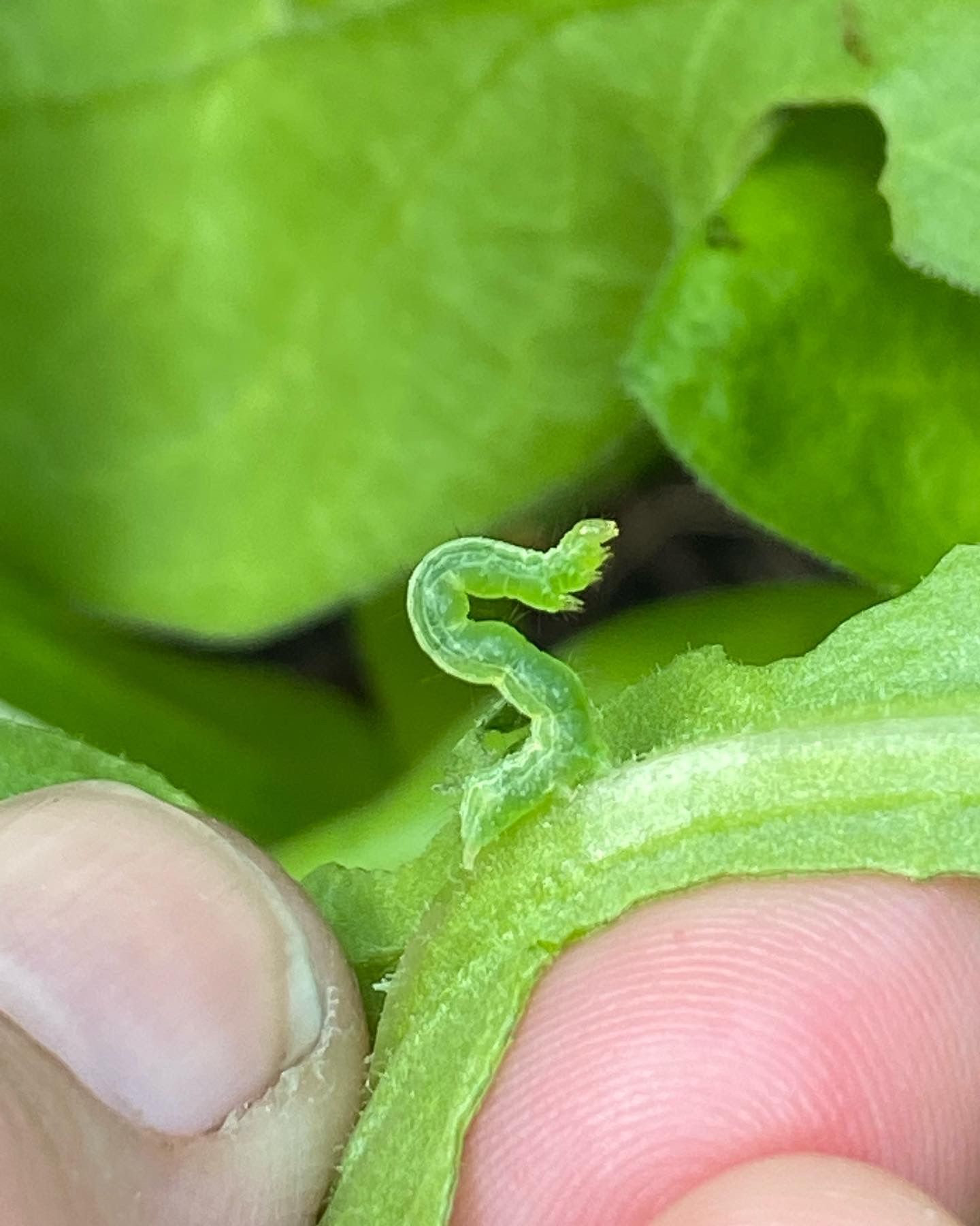 How to look for grubs eating your plants | Bunnings Workshop community