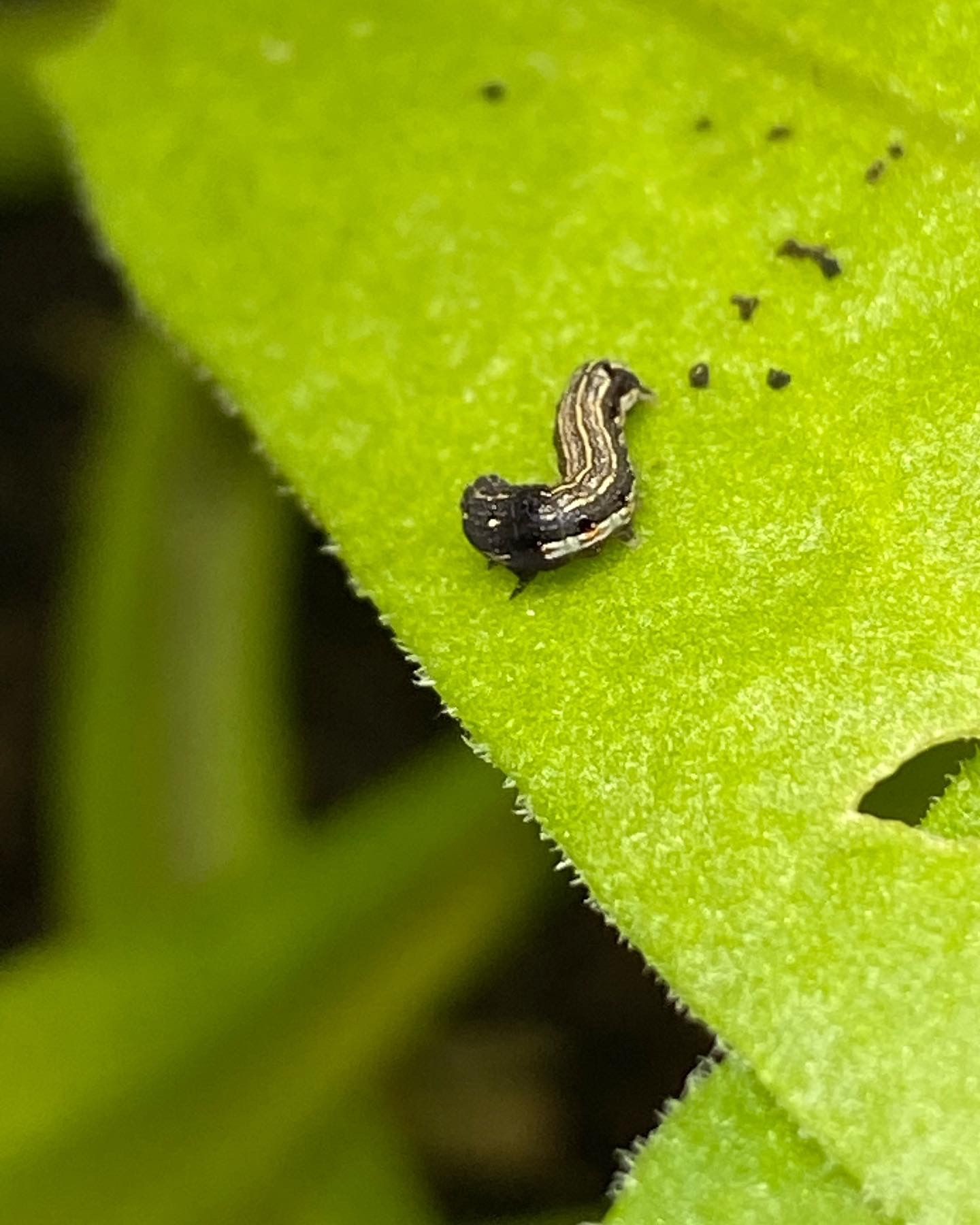 How to look for grubs eating your plants | Bunnings Workshop community