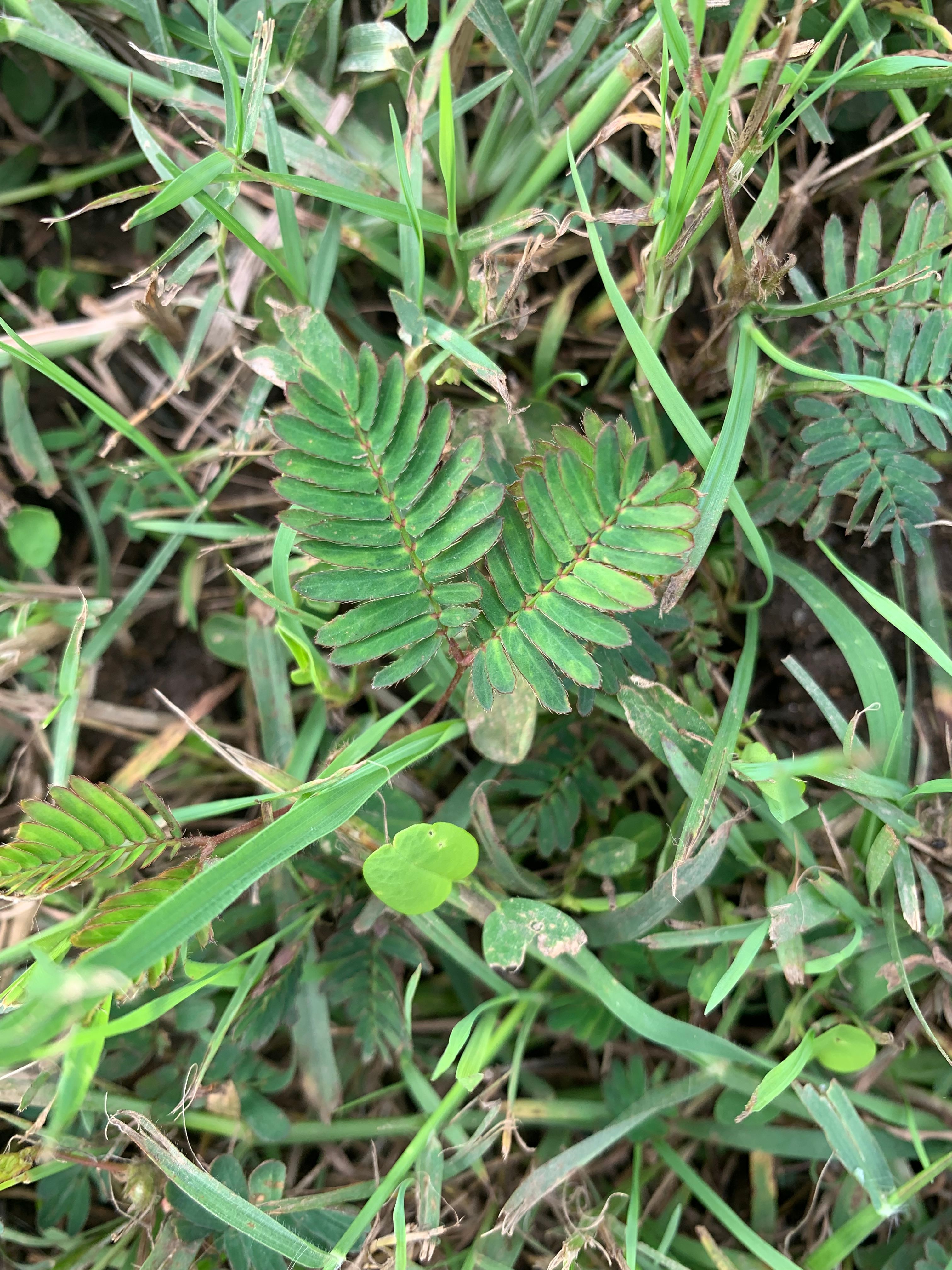 How to remove stubborn weeds? | Bunnings Workshop community
