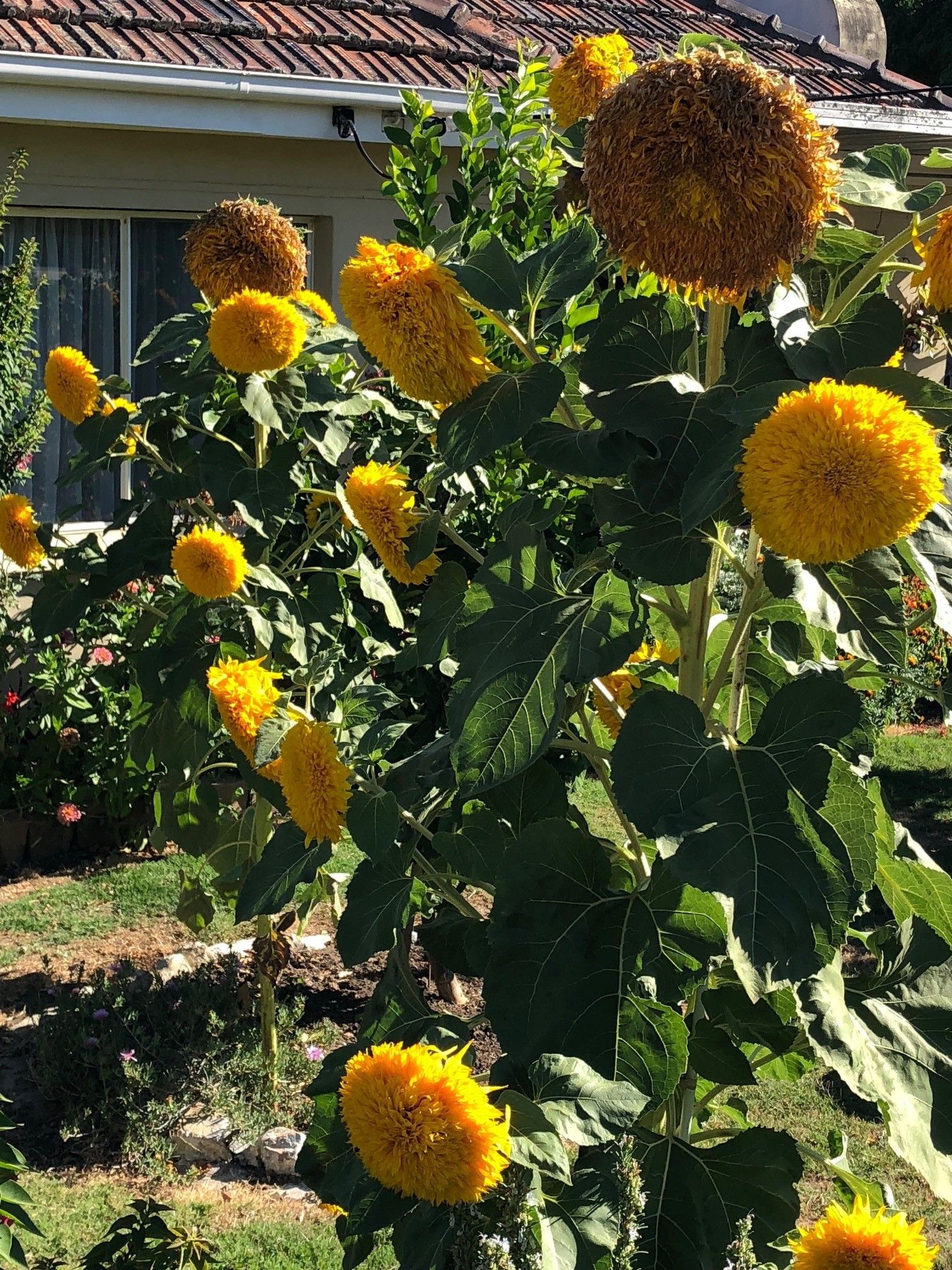 Impressive sunflower display | Bunnings Workshop community