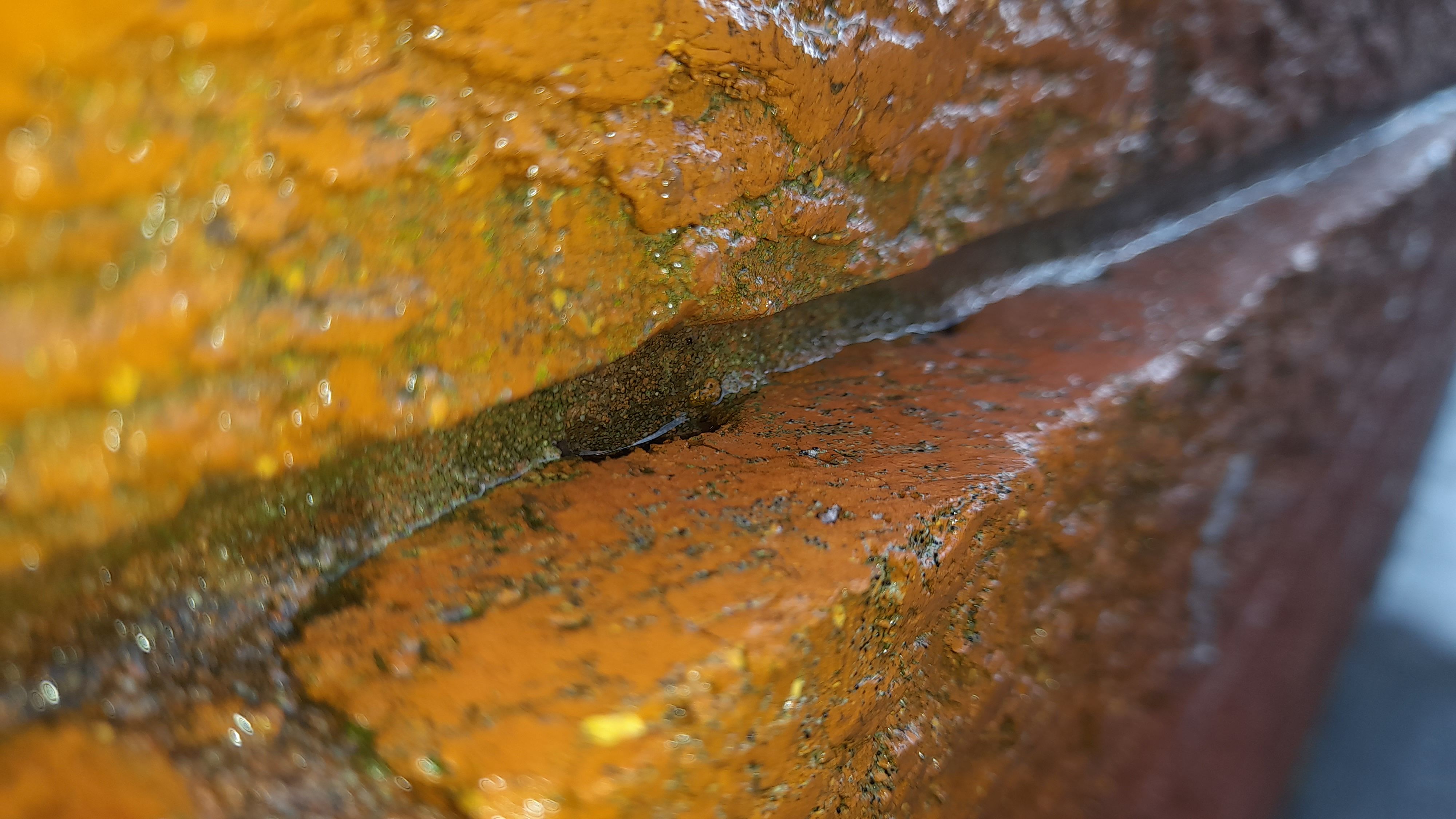 Is moisture in brick wall normal? | Bunnings Workshop community