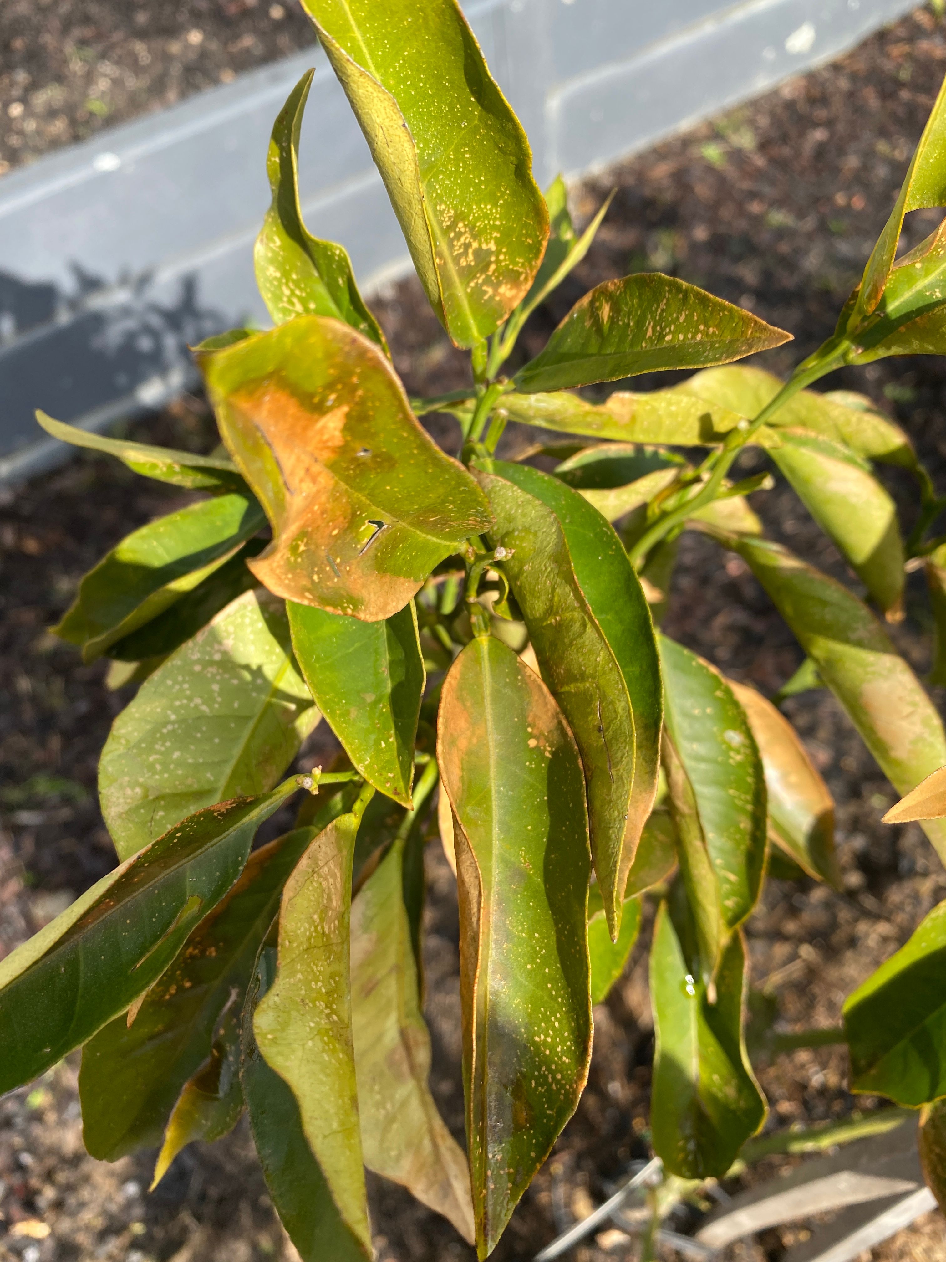 How to save the orange tree? | Bunnings Workshop community