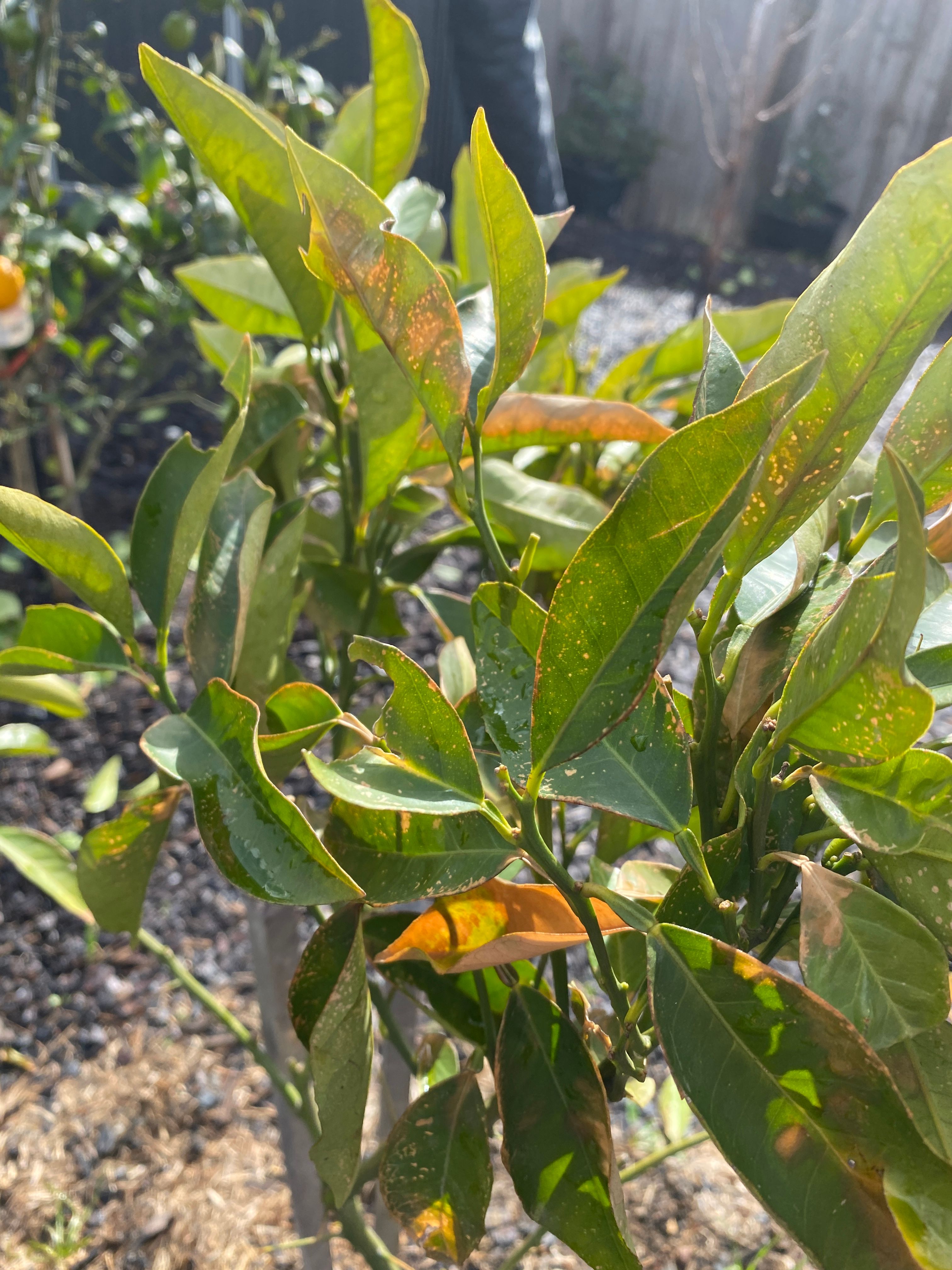 How to save the orange tree? | Bunnings Workshop community