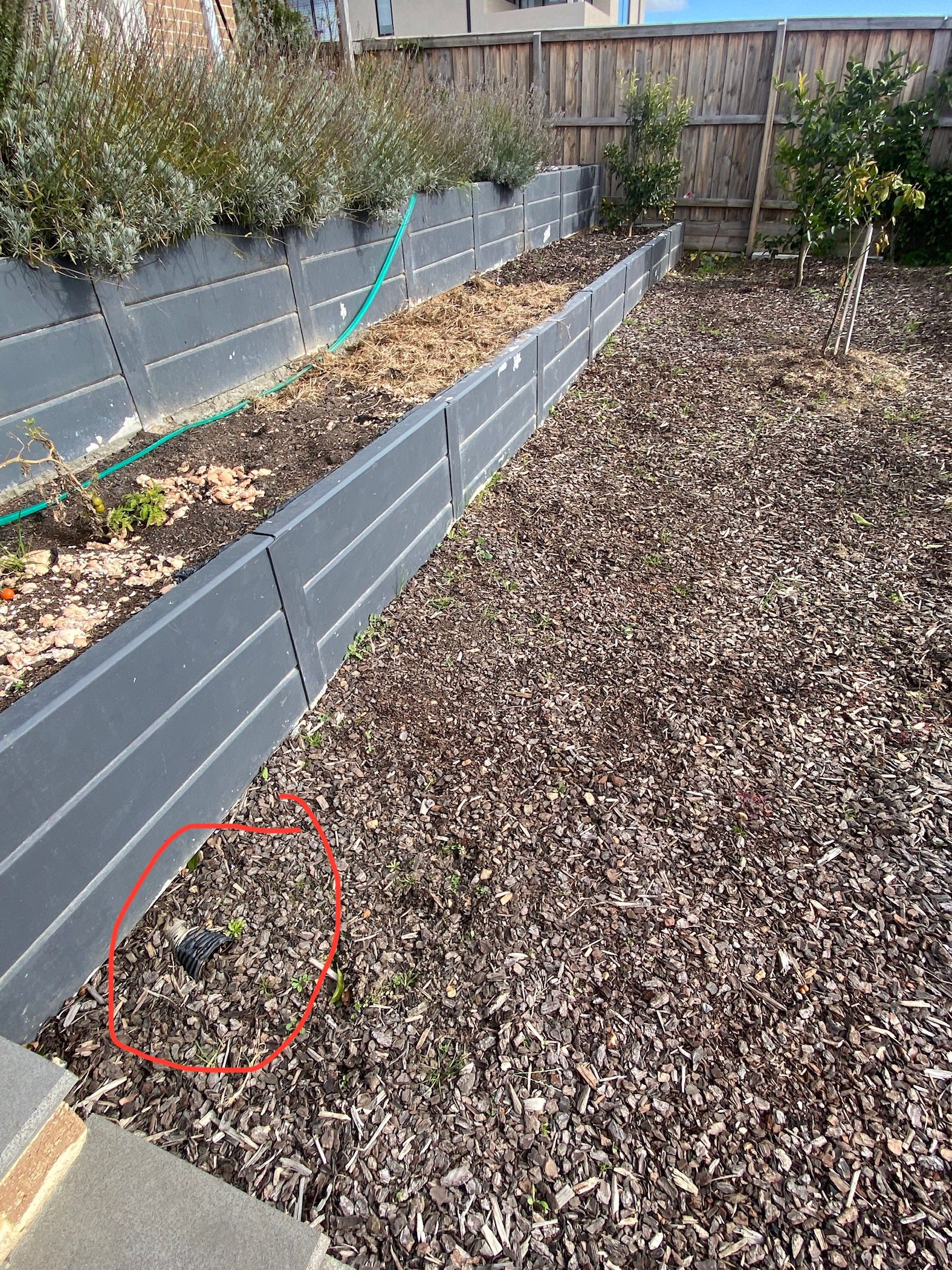 How to save the orange tree? | Bunnings Workshop community