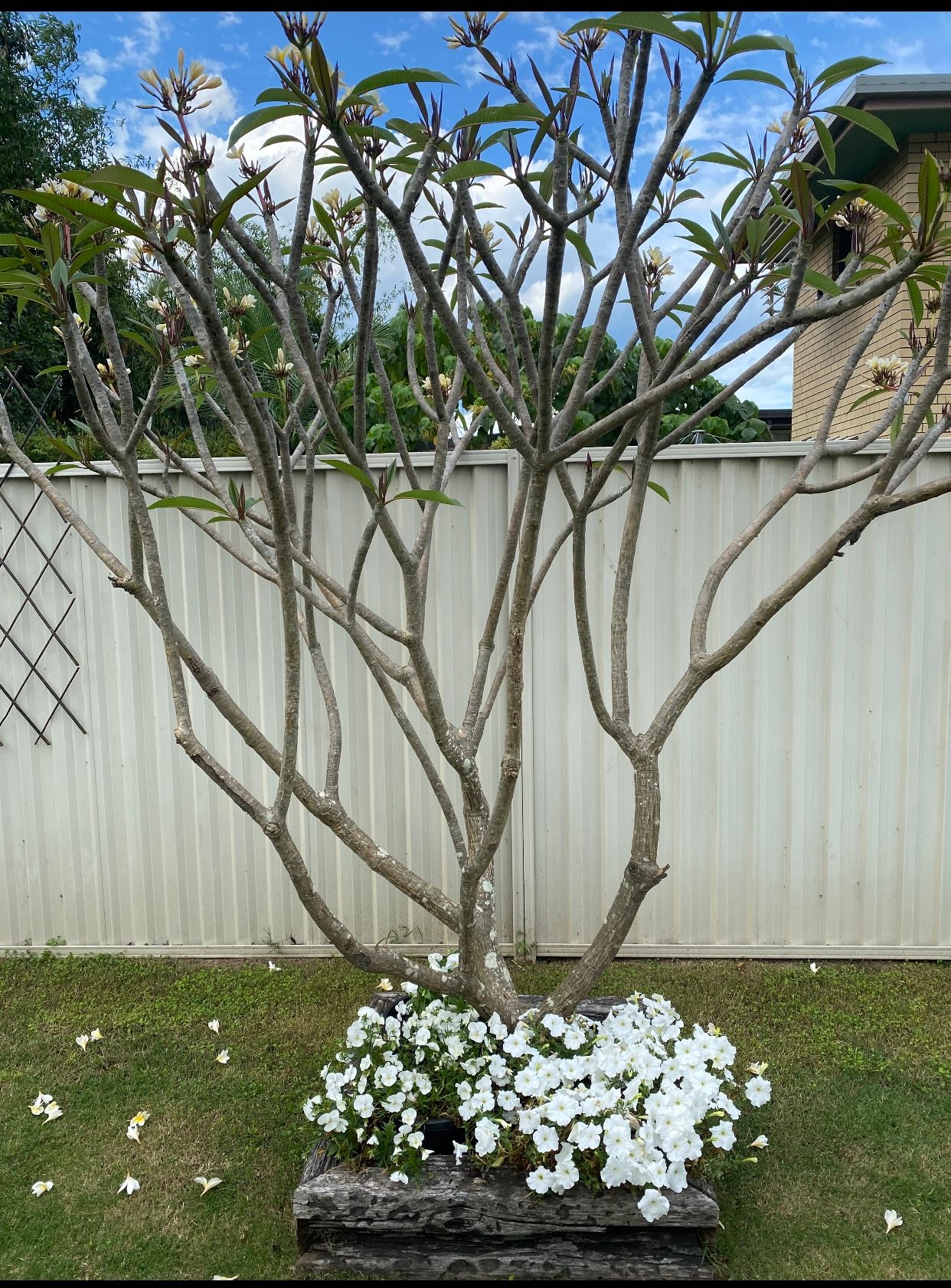 Backyard vegetable garden makeover - Thi... | Bunnings Workshop community