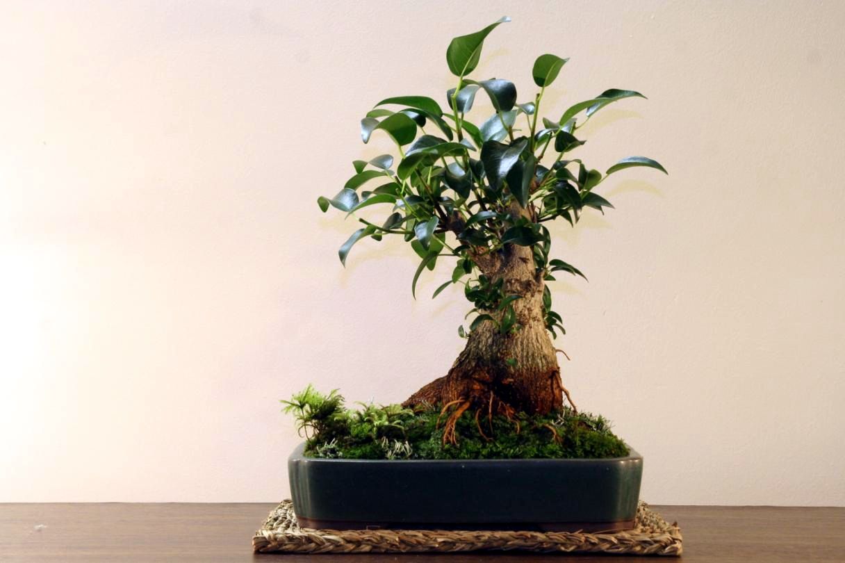 Outdoor Bonsai workbench with built-in s... | Bunnings Workshop community