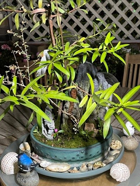 Outdoor Bonsai workbench with built-in s... | Bunnings Workshop community