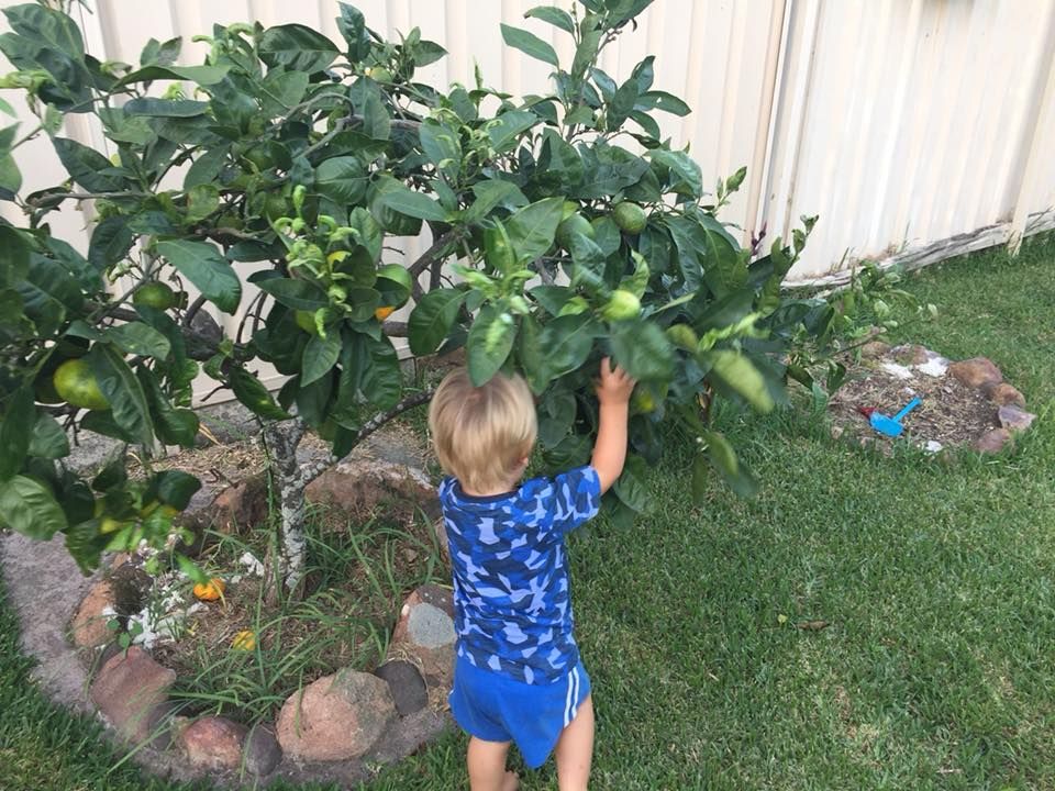 Re: Citrus Trees | Bunnings Workshop community