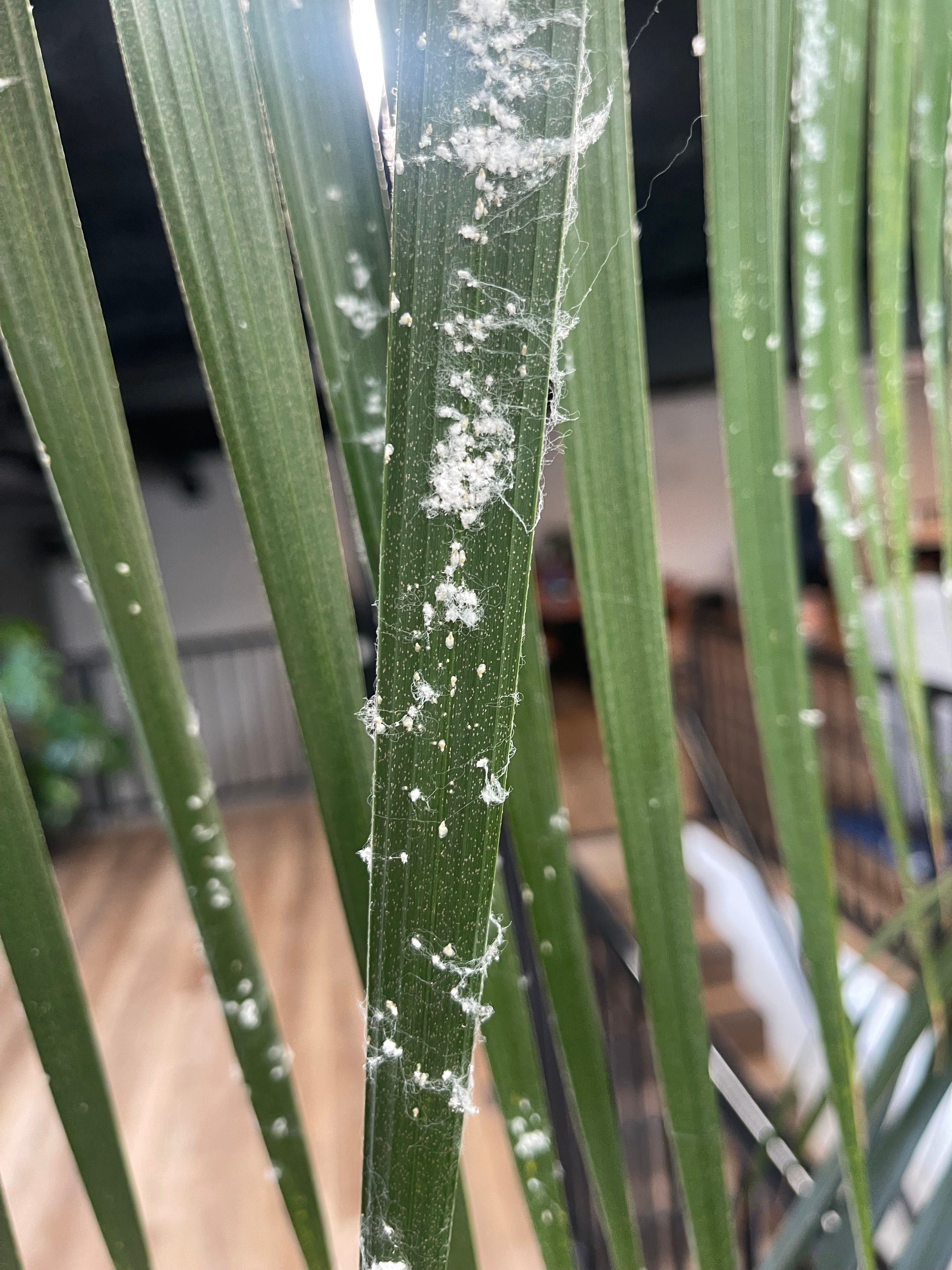 Solved: What is the white substance on this indo... | Bunnings Workshop community