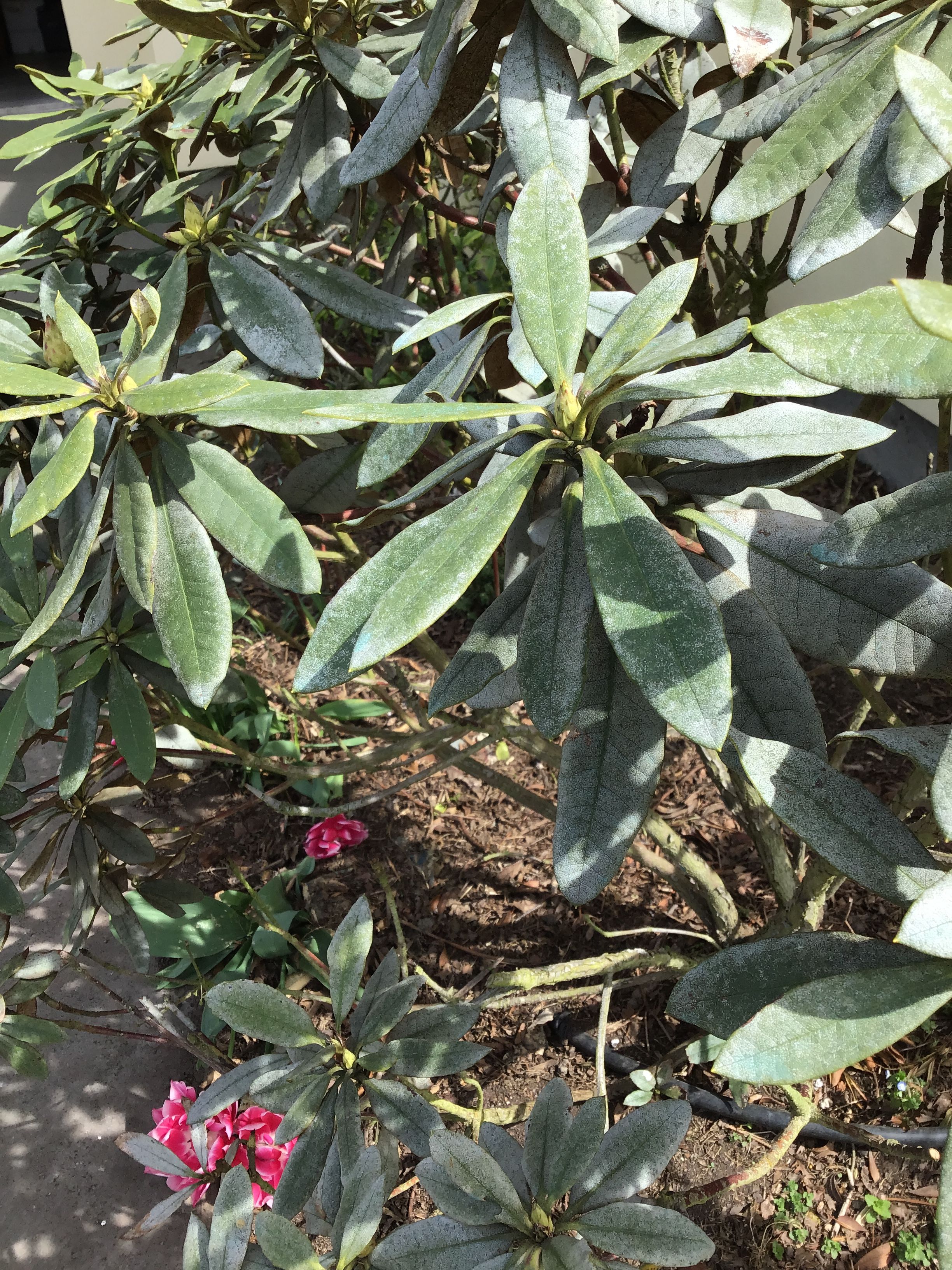 Solved: How to look after Rhododendron plants? | Bunnings Workshop ...