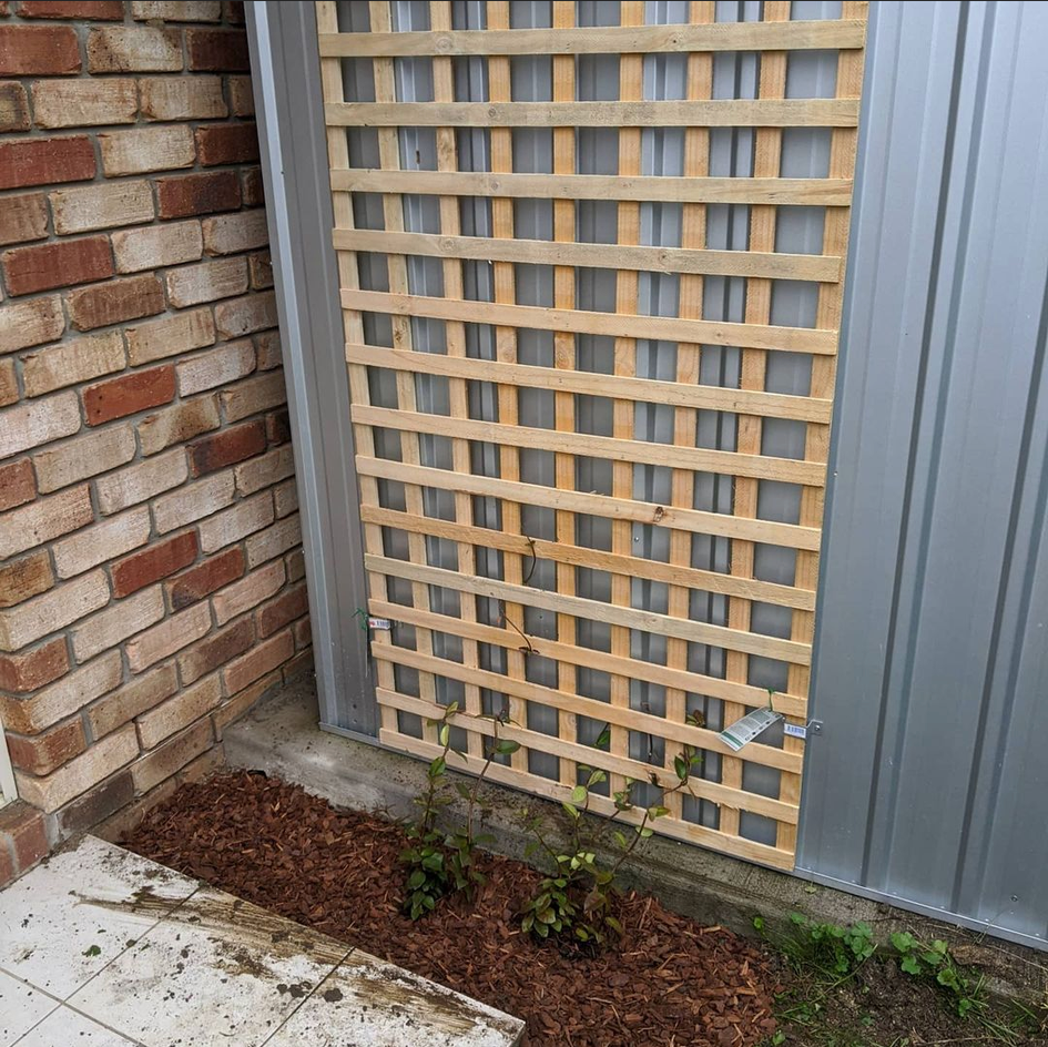 Shed lattice with Jasmine: Amazing sprin... | Bunnings Workshop community