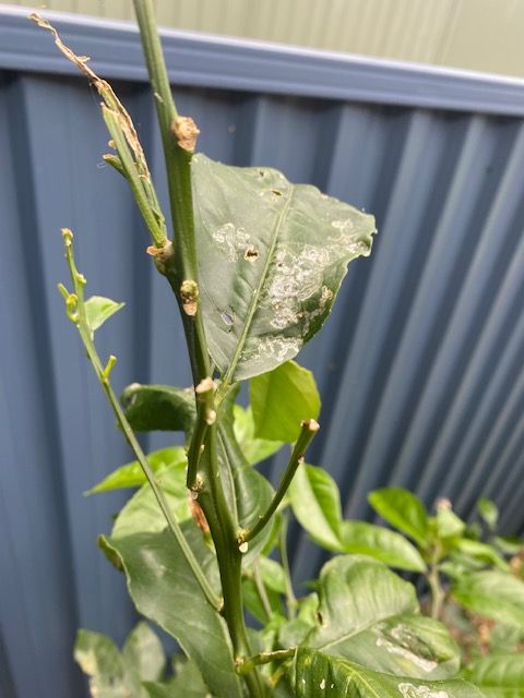 How to treat my diseased lemon tree? | Bunnings Workshop community
