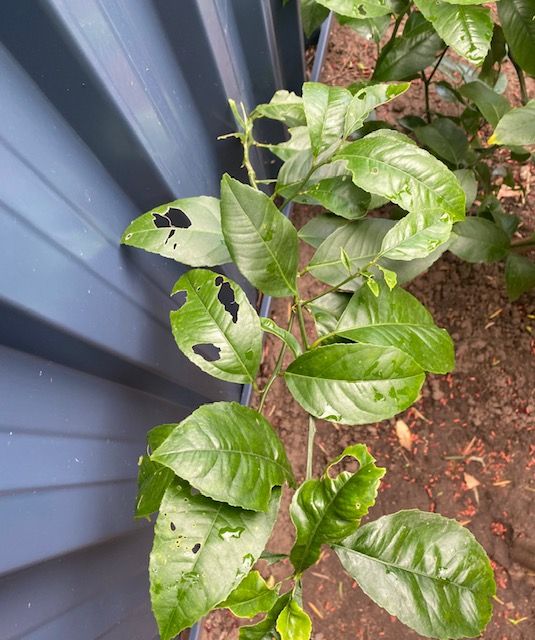 How to treat my diseased lemon tree? | Bunnings Workshop community