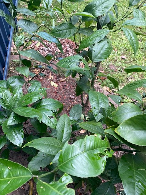 How to treat my diseased lemon tree? | Bunnings Workshop community