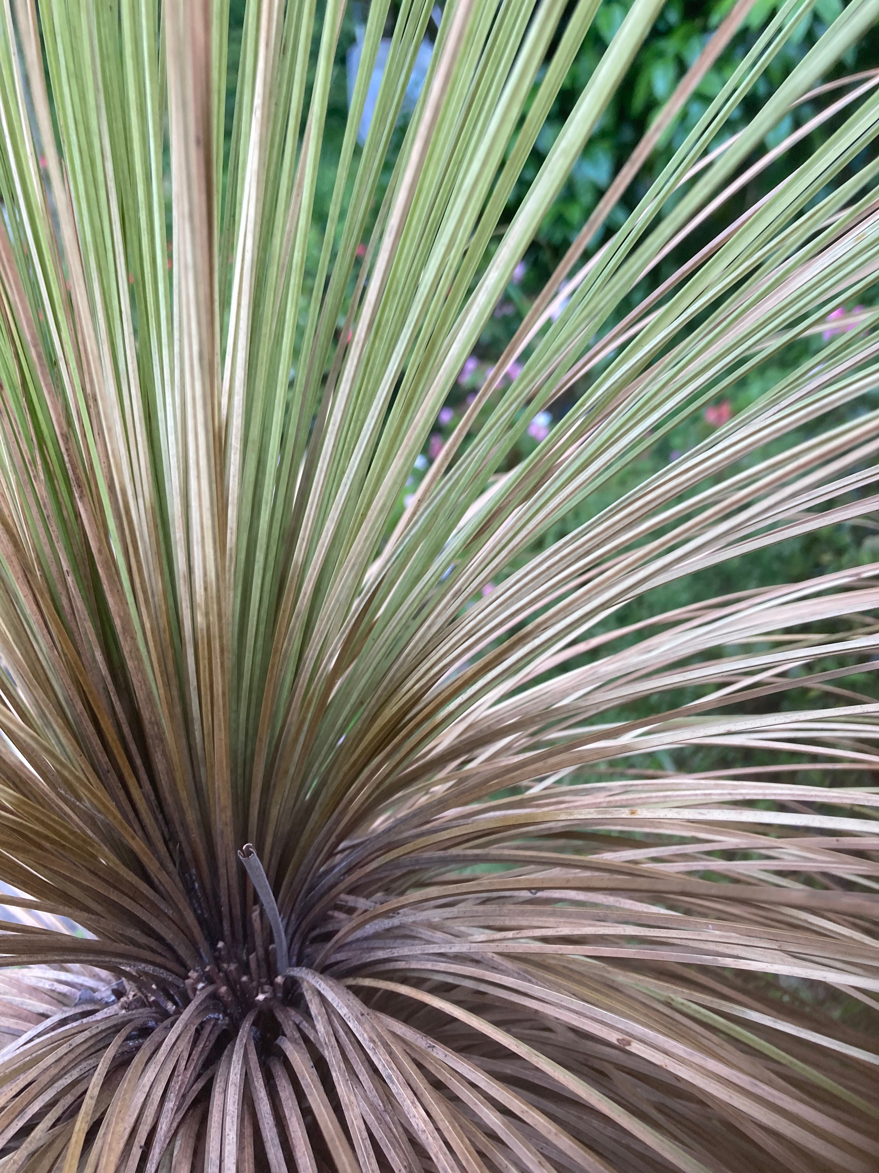 Can I save our grass tree? | Bunnings Workshop community