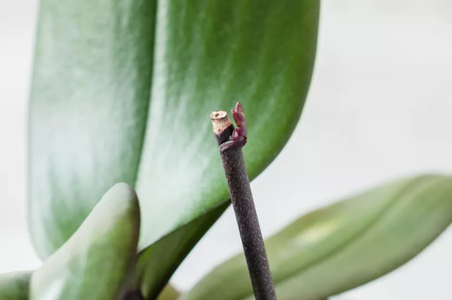 How to make my orchid flower? | Bunnings Workshop community