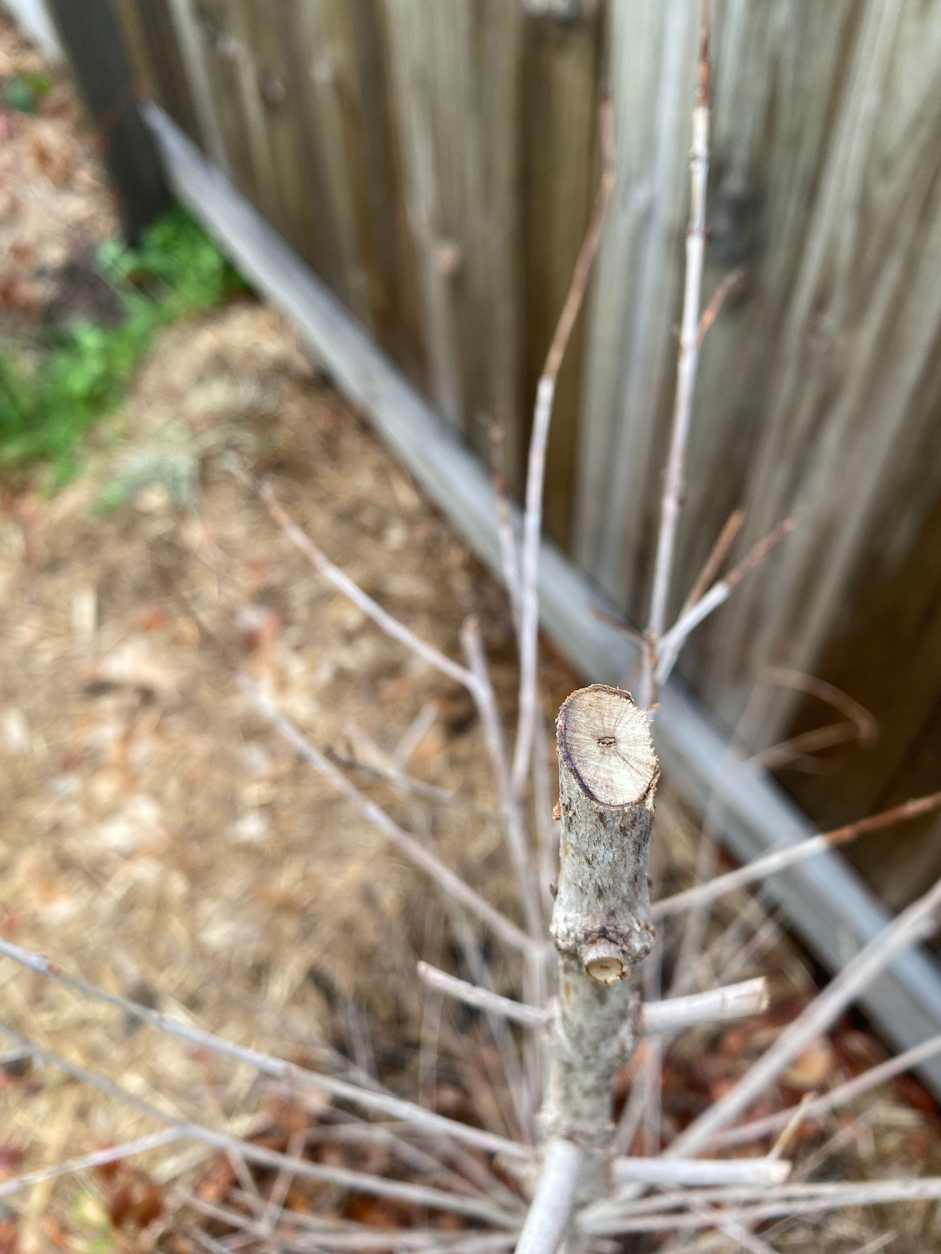 Lilly Pilly die back. Verticillium Wilt? | Bunnings Workshop community