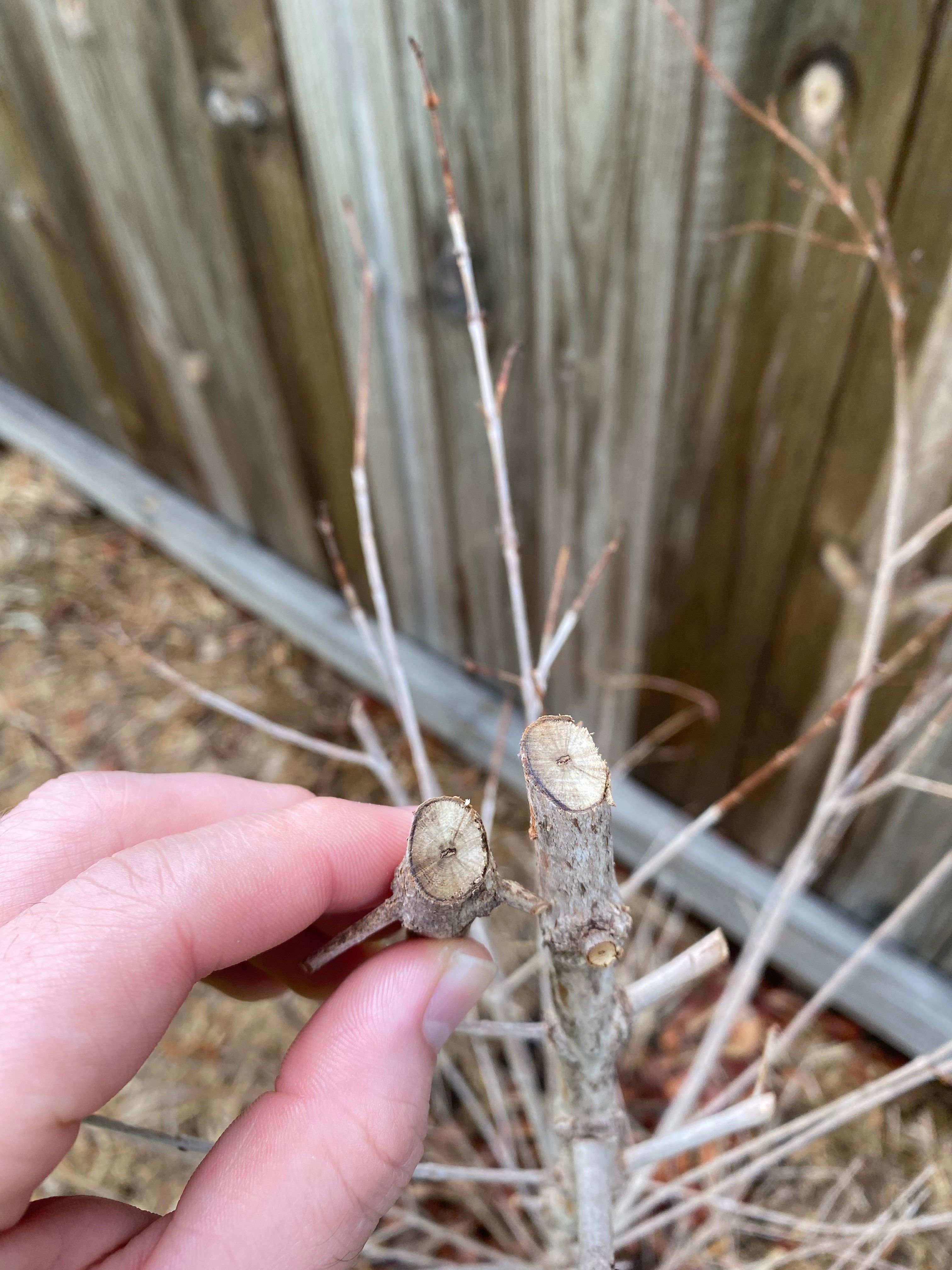 Lilly Pilly die back. Verticillium Wilt? | Bunnings Workshop community