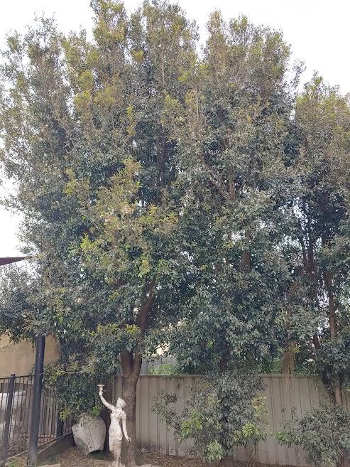 Solved: Lilly Pilly Tree | Bunnings Workshop community