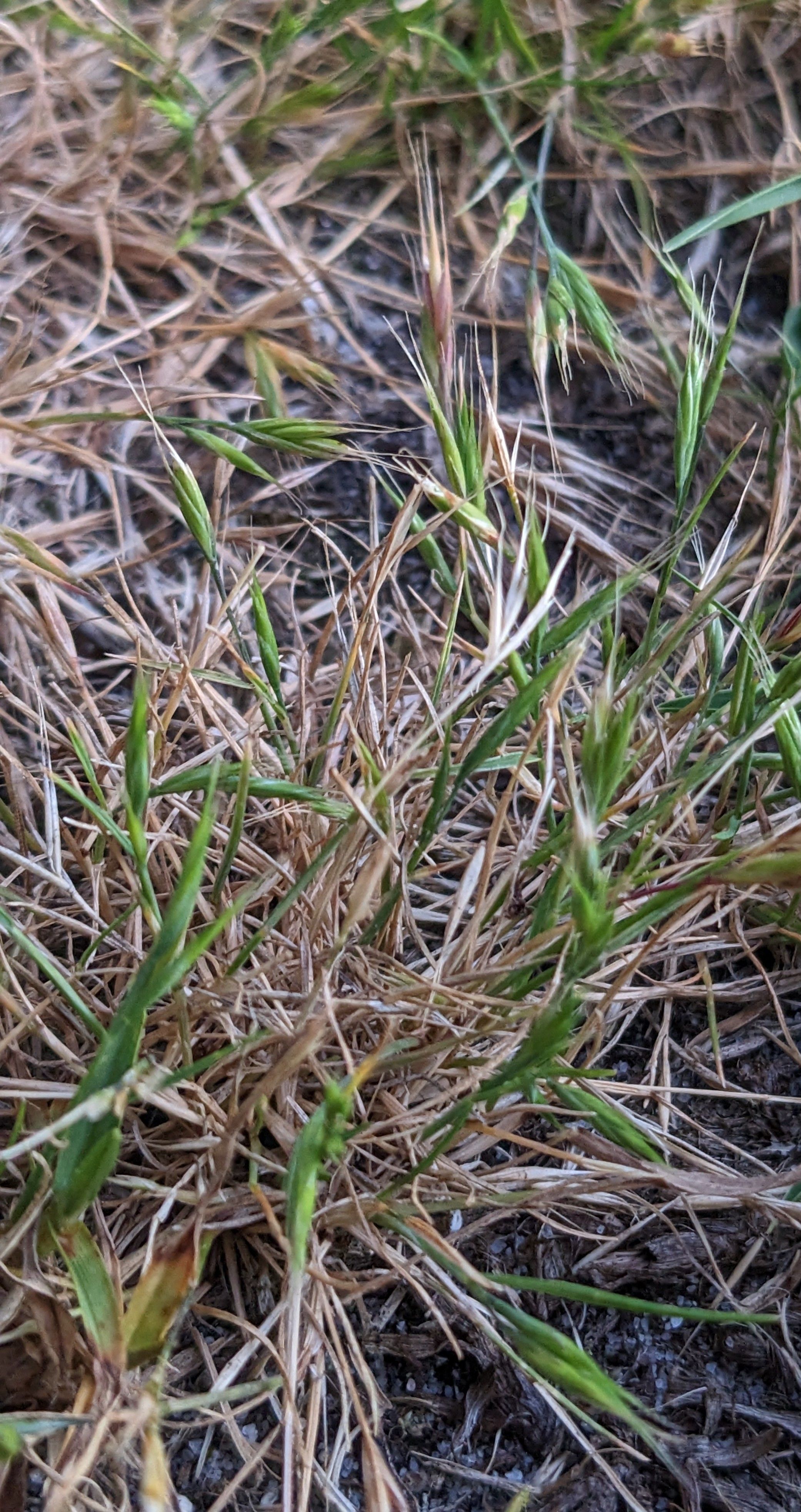 Solved: Help identifying this grass please? | Bunnings Workshop community
