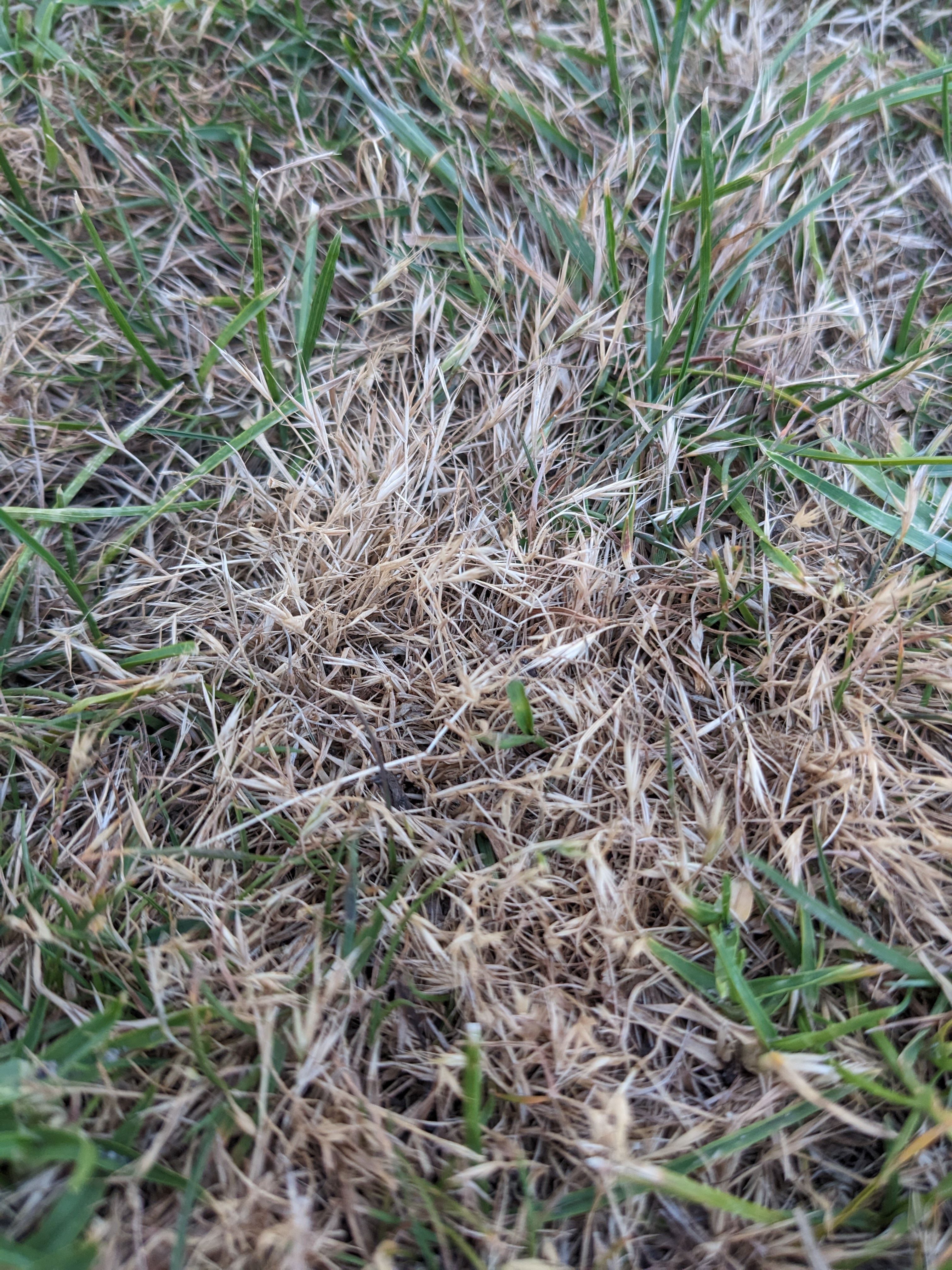 Solved: Help identifying this grass please? | Bunnings Workshop community