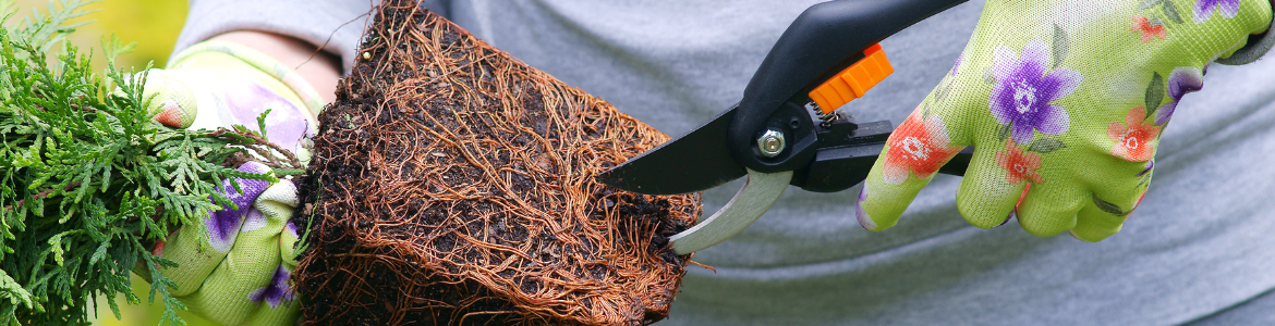 How to root prune your plants | Bunnings Workshop community