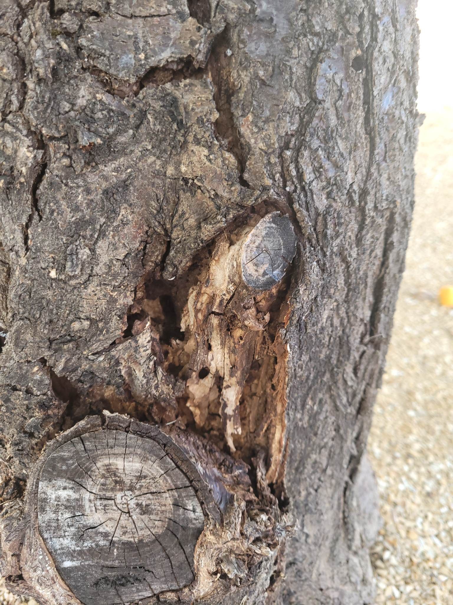 How to treat borers in my apricot tree? | Bunnings Workshop community