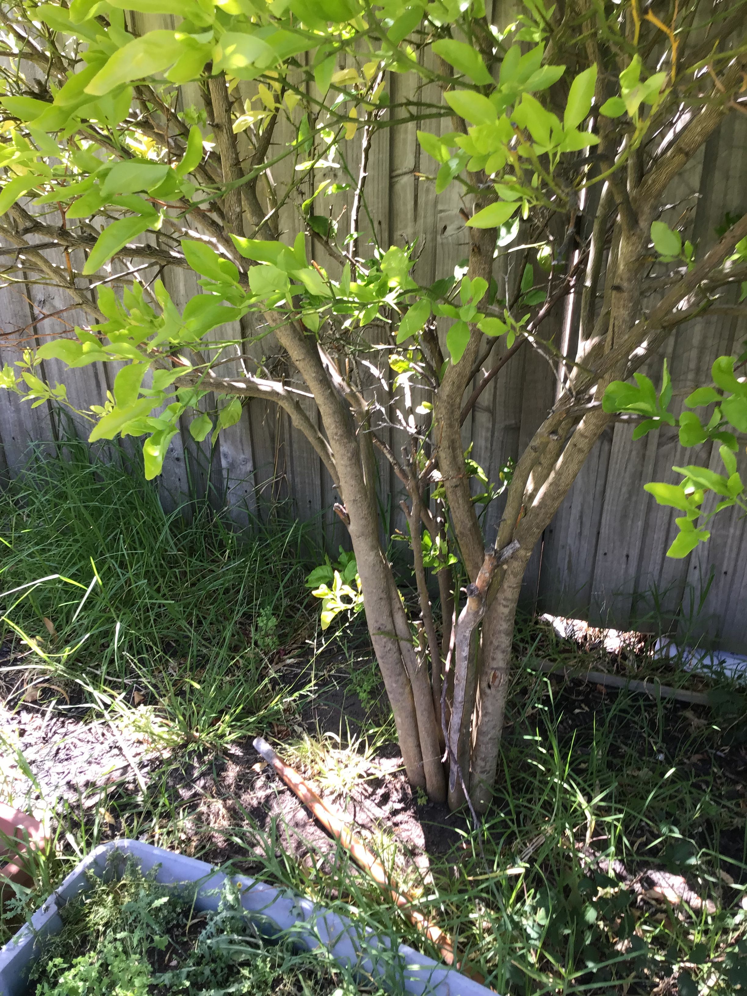 Solved: Lemon tree not fruiting | Bunnings Workshop community