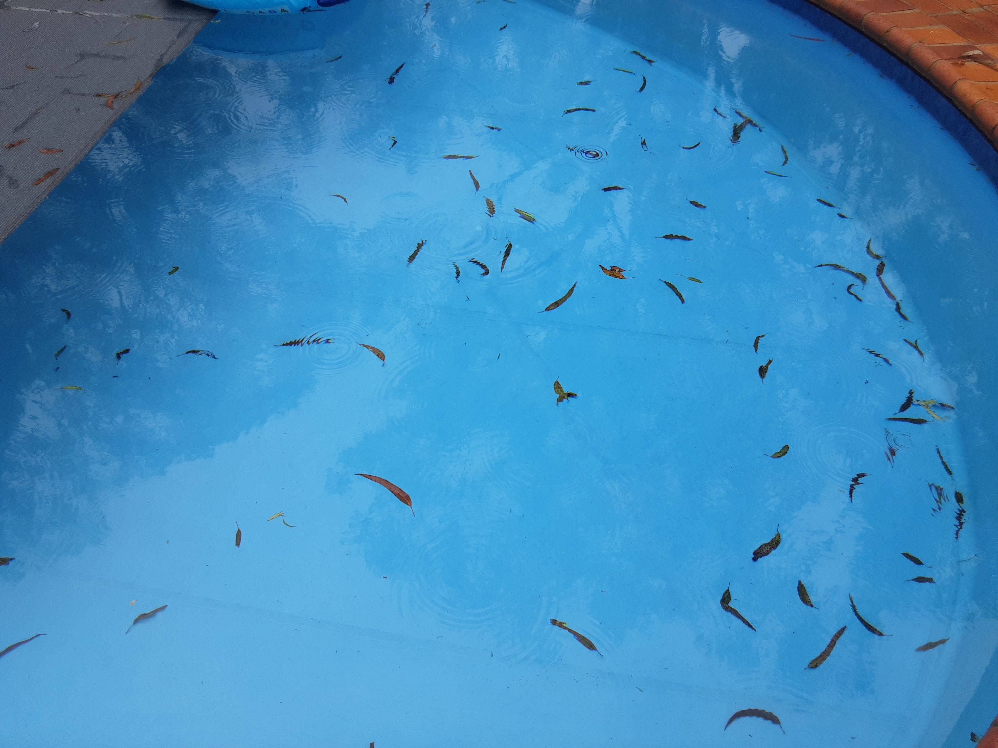 D.I.Y leaf cover for kidney-shaped pool | Bunnings Workshop community