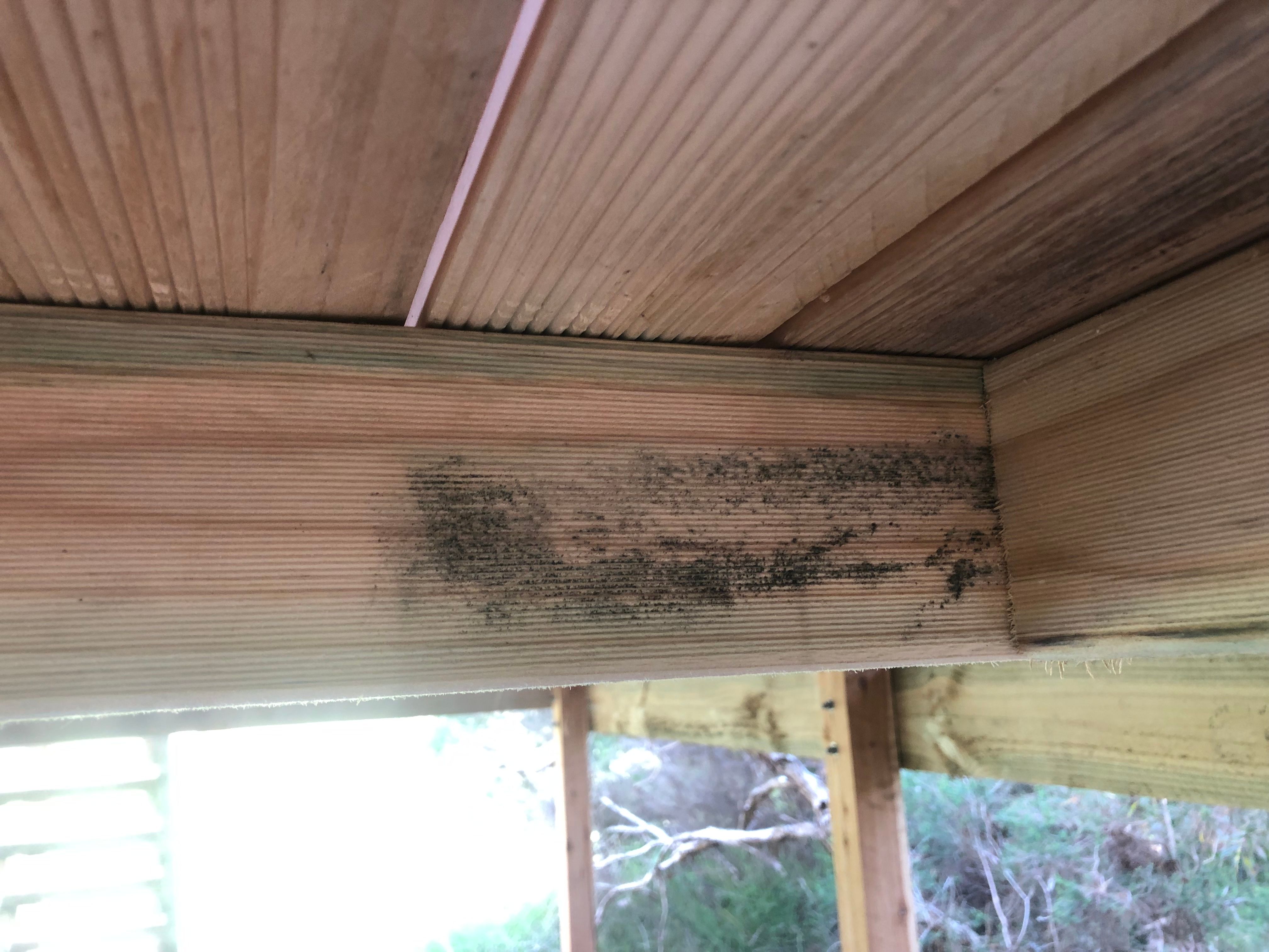 Mould? Staining on frame work | Bunnings Workshop community