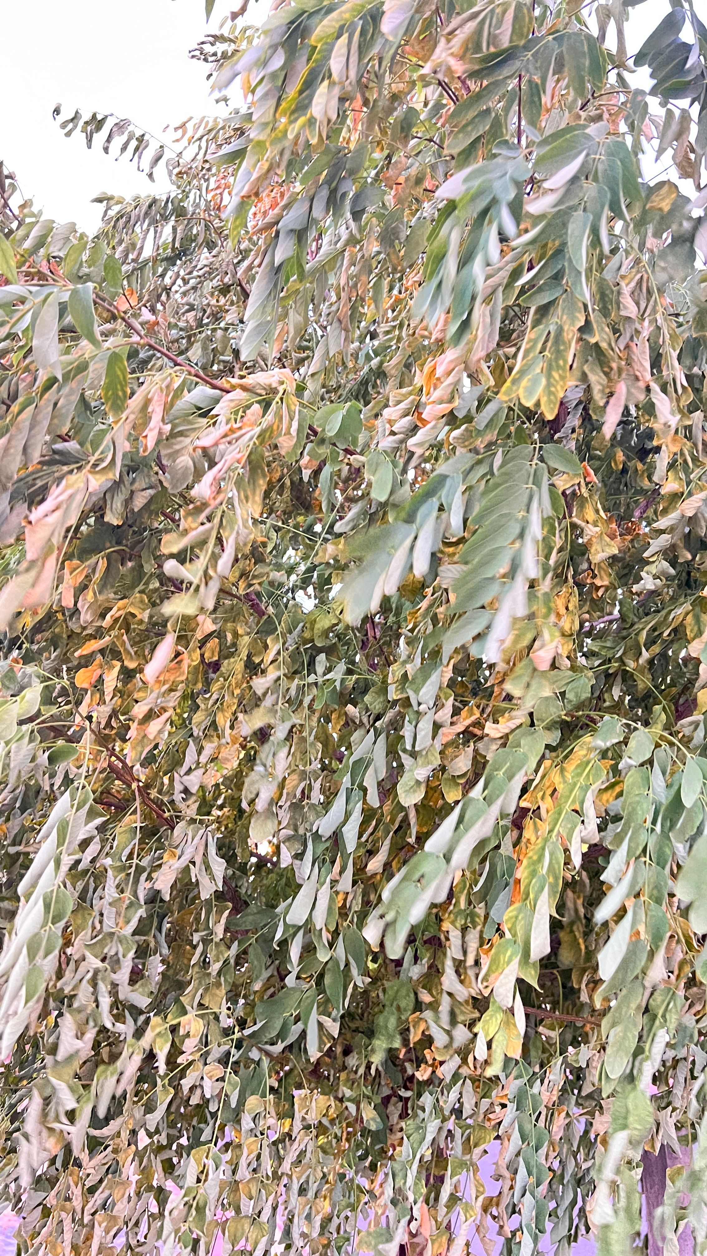 How to save my dying Mop Top tree? | Bunnings Workshop community