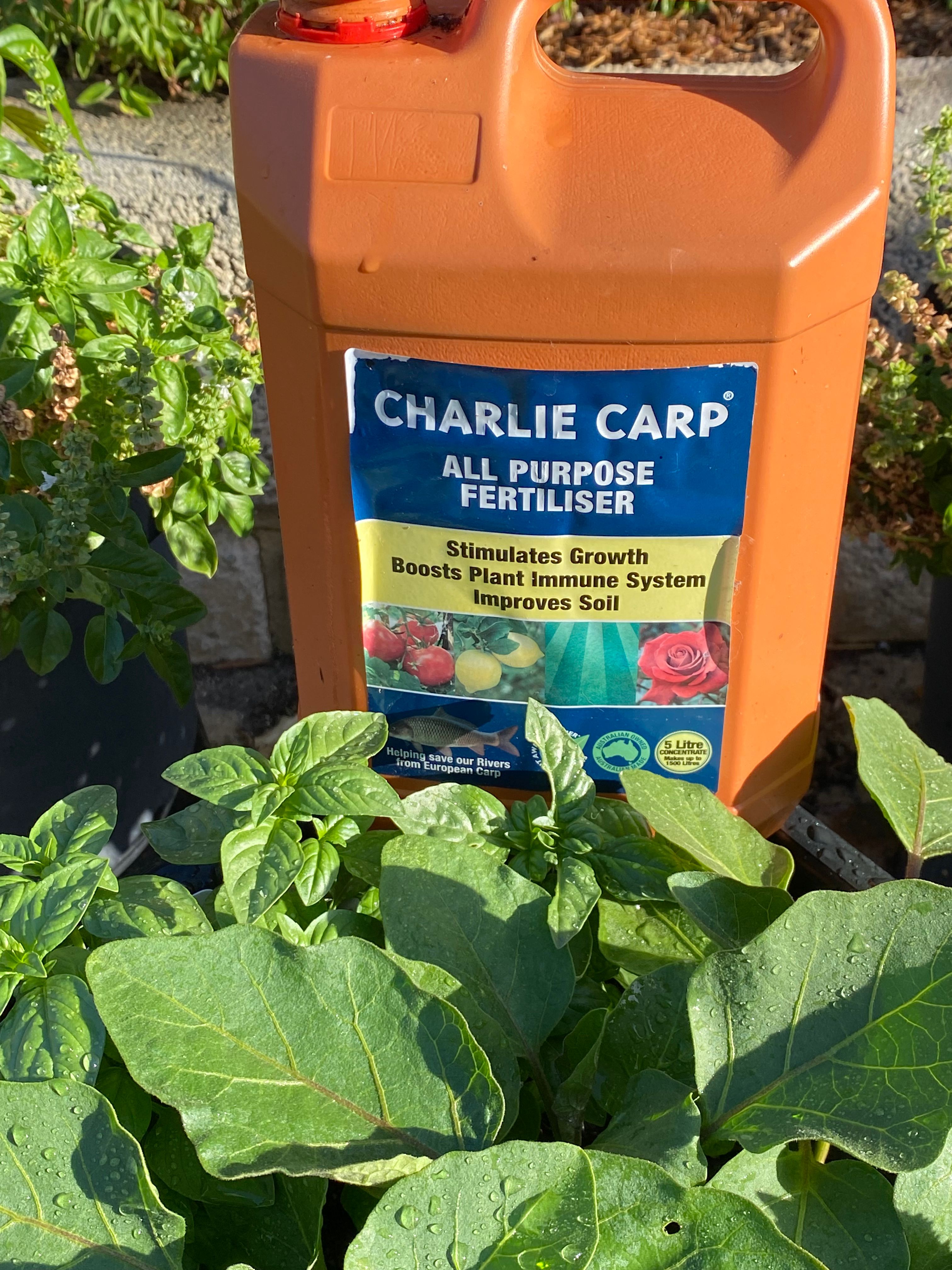 Balanced fertilizer recommendations want... | Bunnings Workshop community