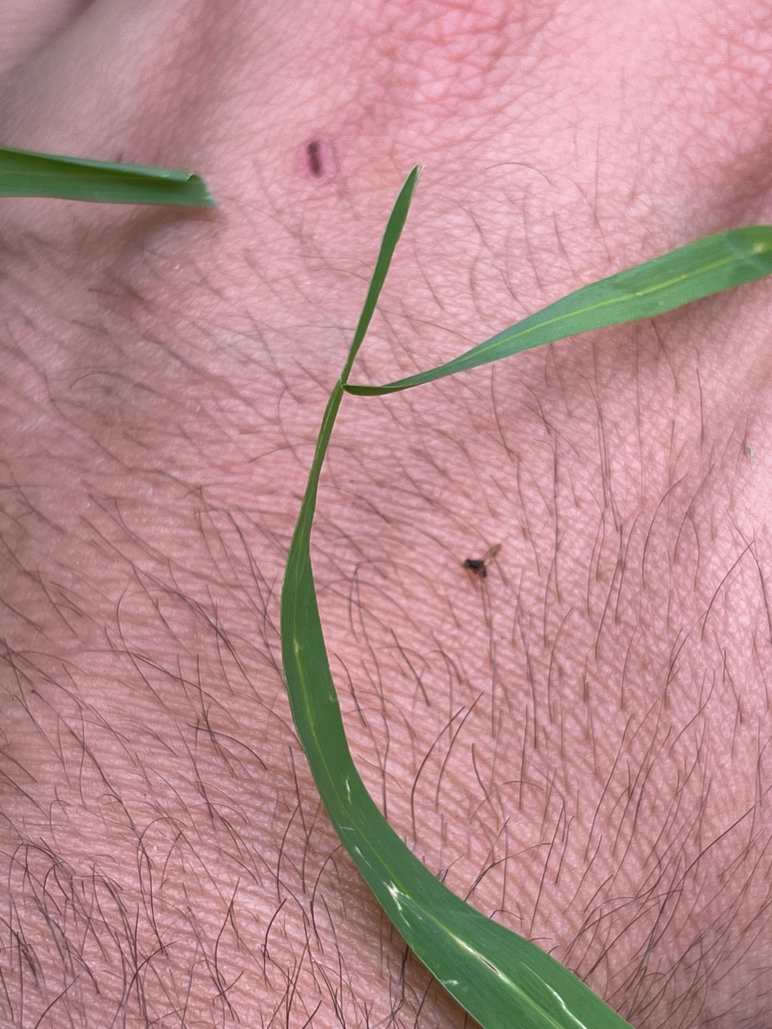 How to get rid of weeds & bugs from the ... | Bunnings Workshop community