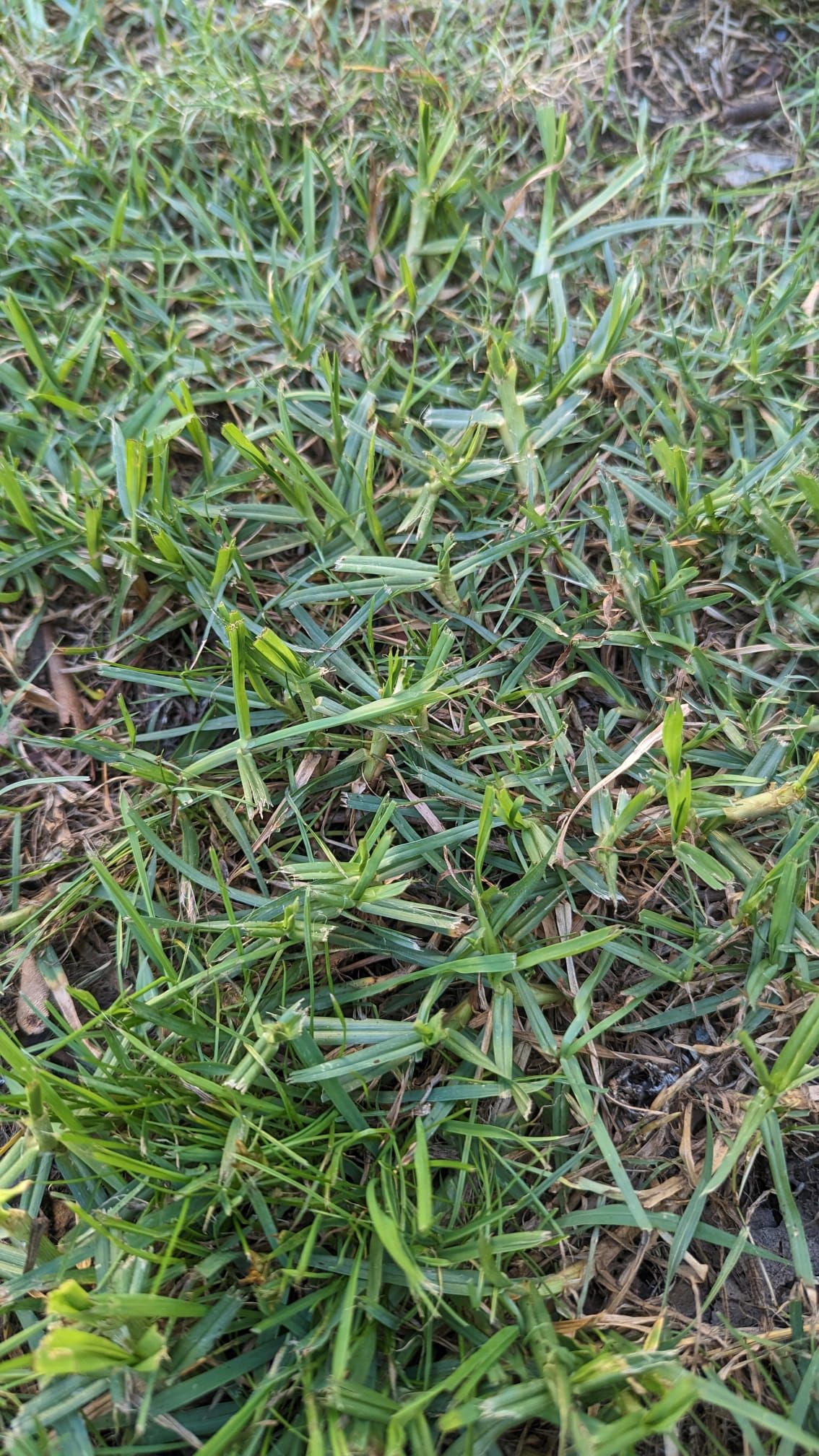 What is this weed and how to treat it? | Bunnings Workshop community