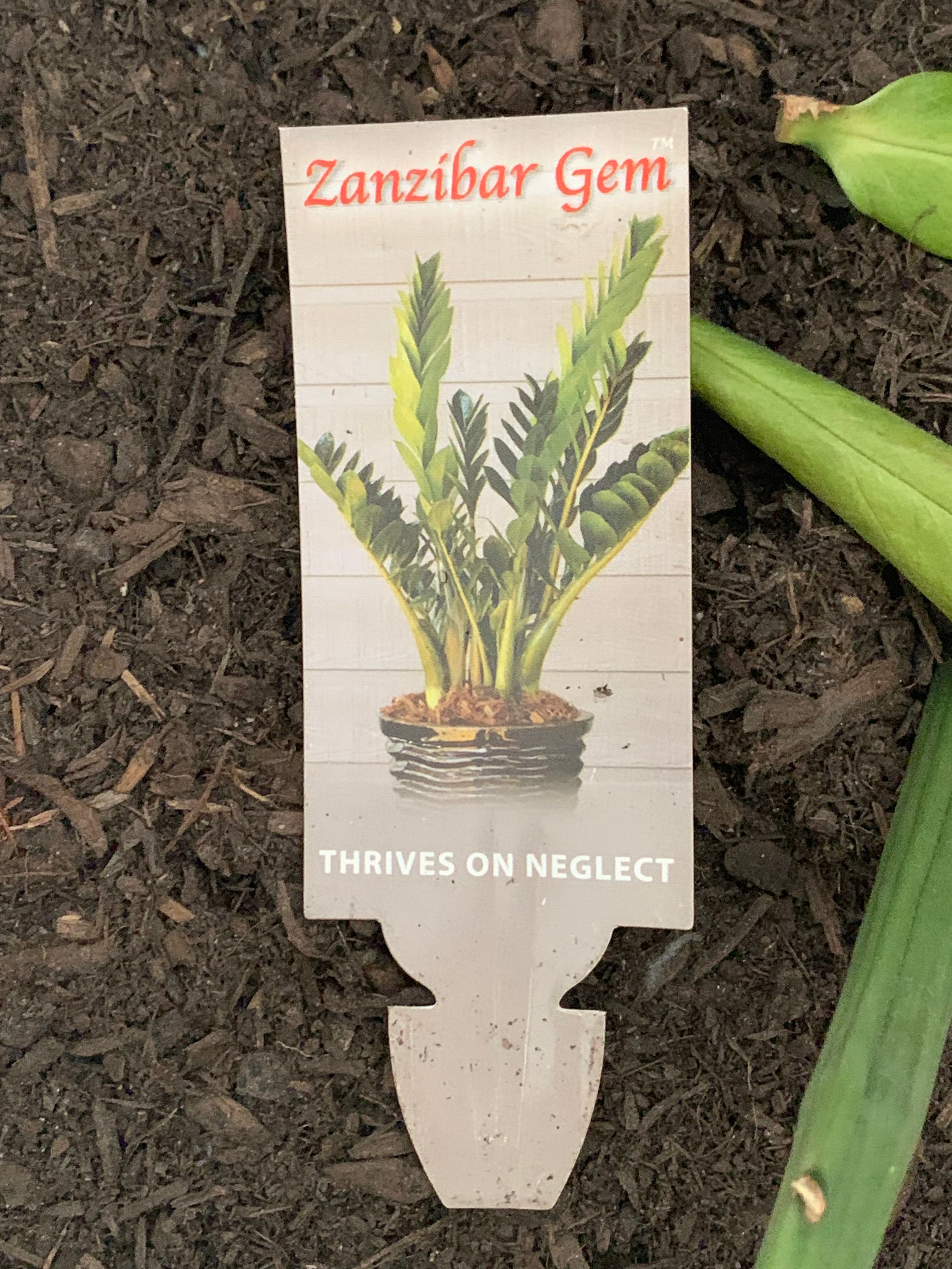 Why are there insects on my Zanzibar Gem... | Bunnings Workshop community